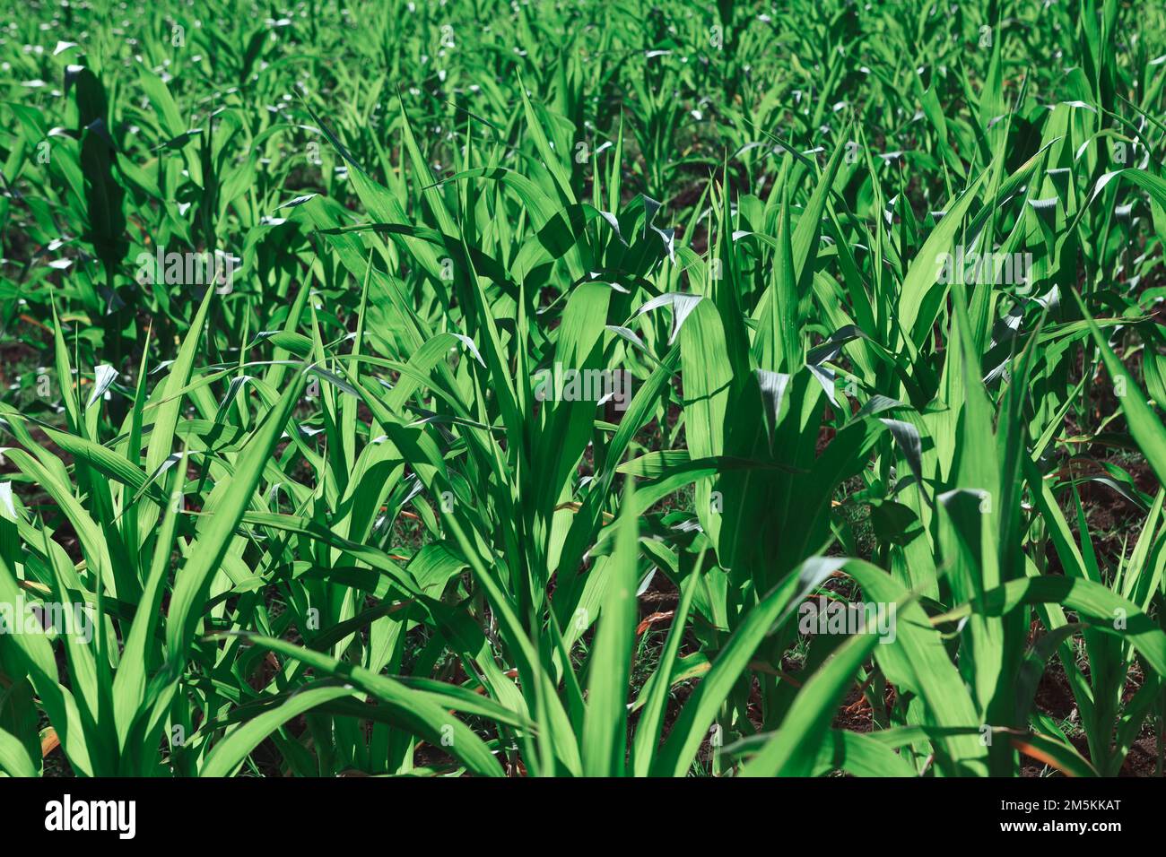 Growing green corn plantation . Agricultural field with maize Stock ...