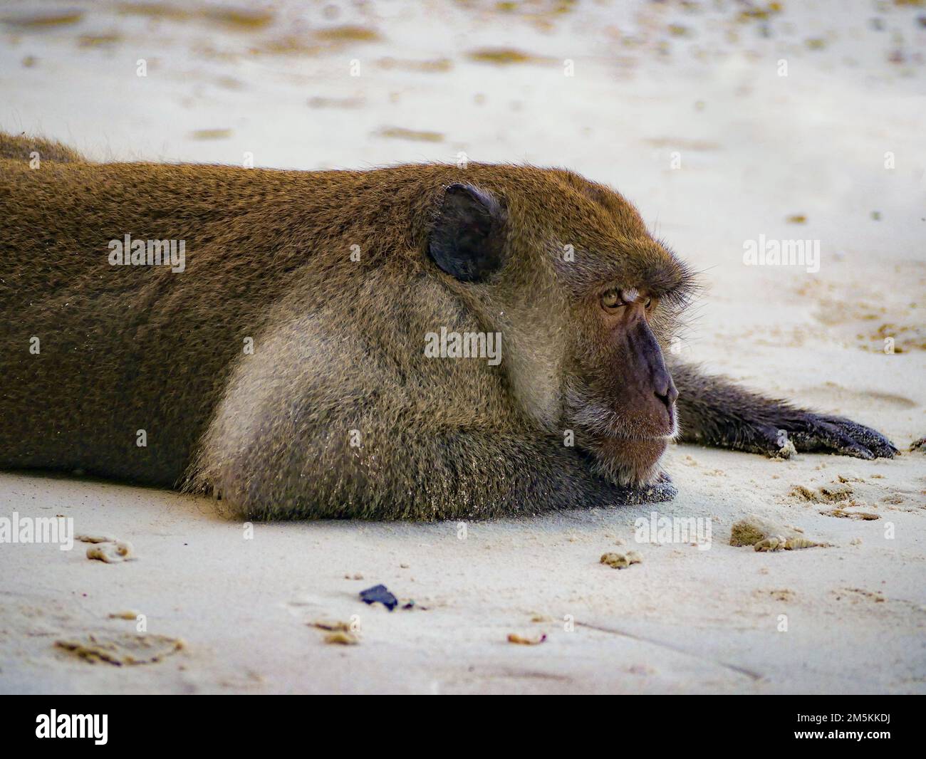 A closeup shot of a wild monkey on the shore surrounded by rocks Stock ...
