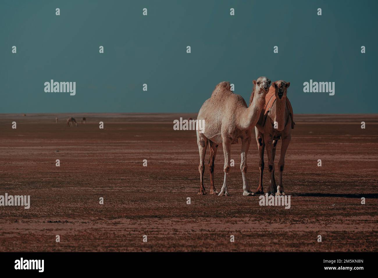 Camels desert kuwait hi-res stock photography and images - Alamy
