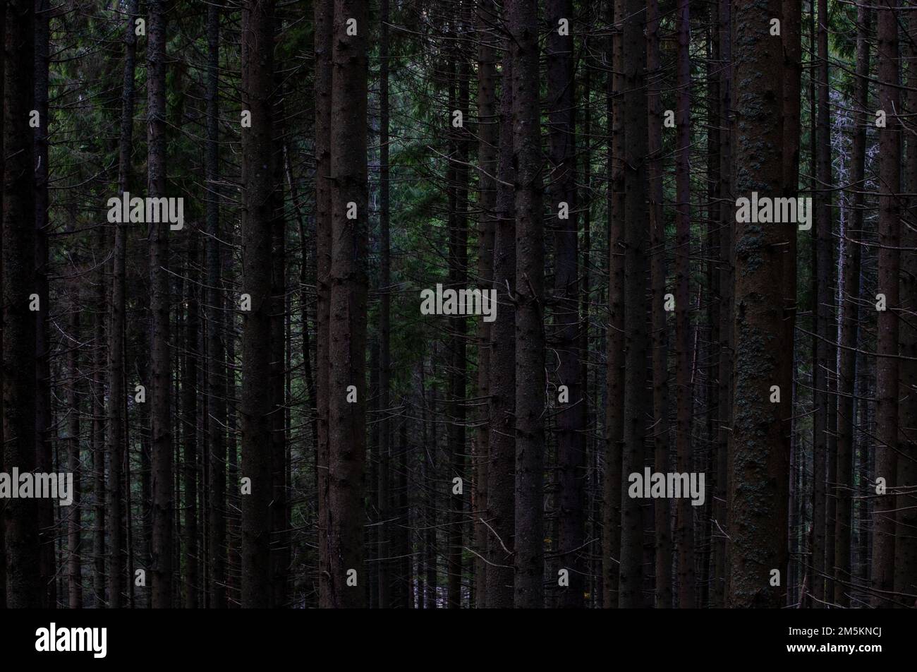 A scenic view of tall tree trunks seen in a dark pine forest Stock Photo - Alamy