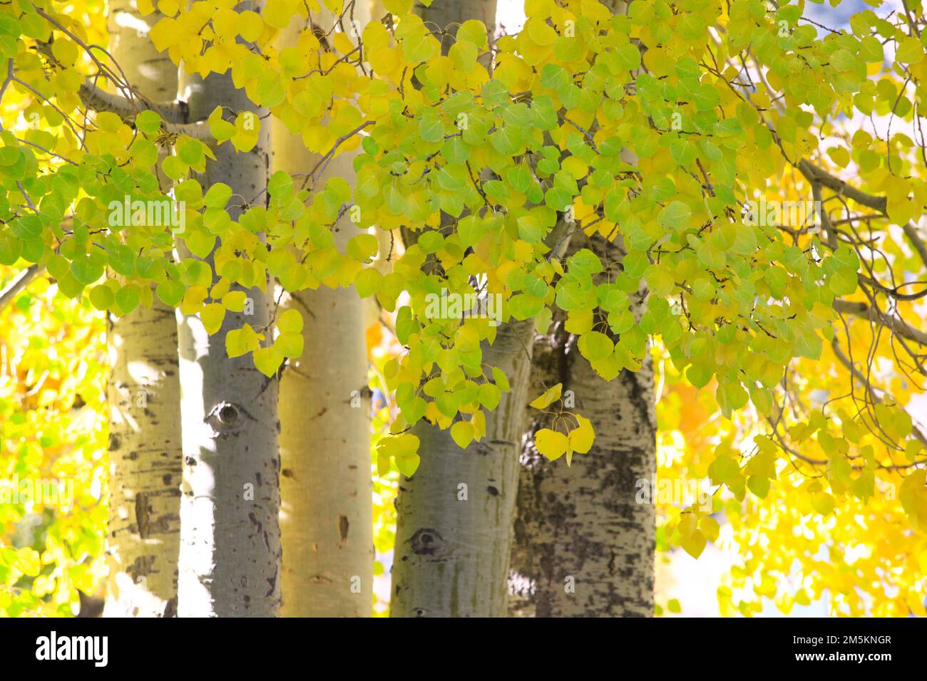 A scenic view of white tree trunks seen on a beautiful sunny day in ...