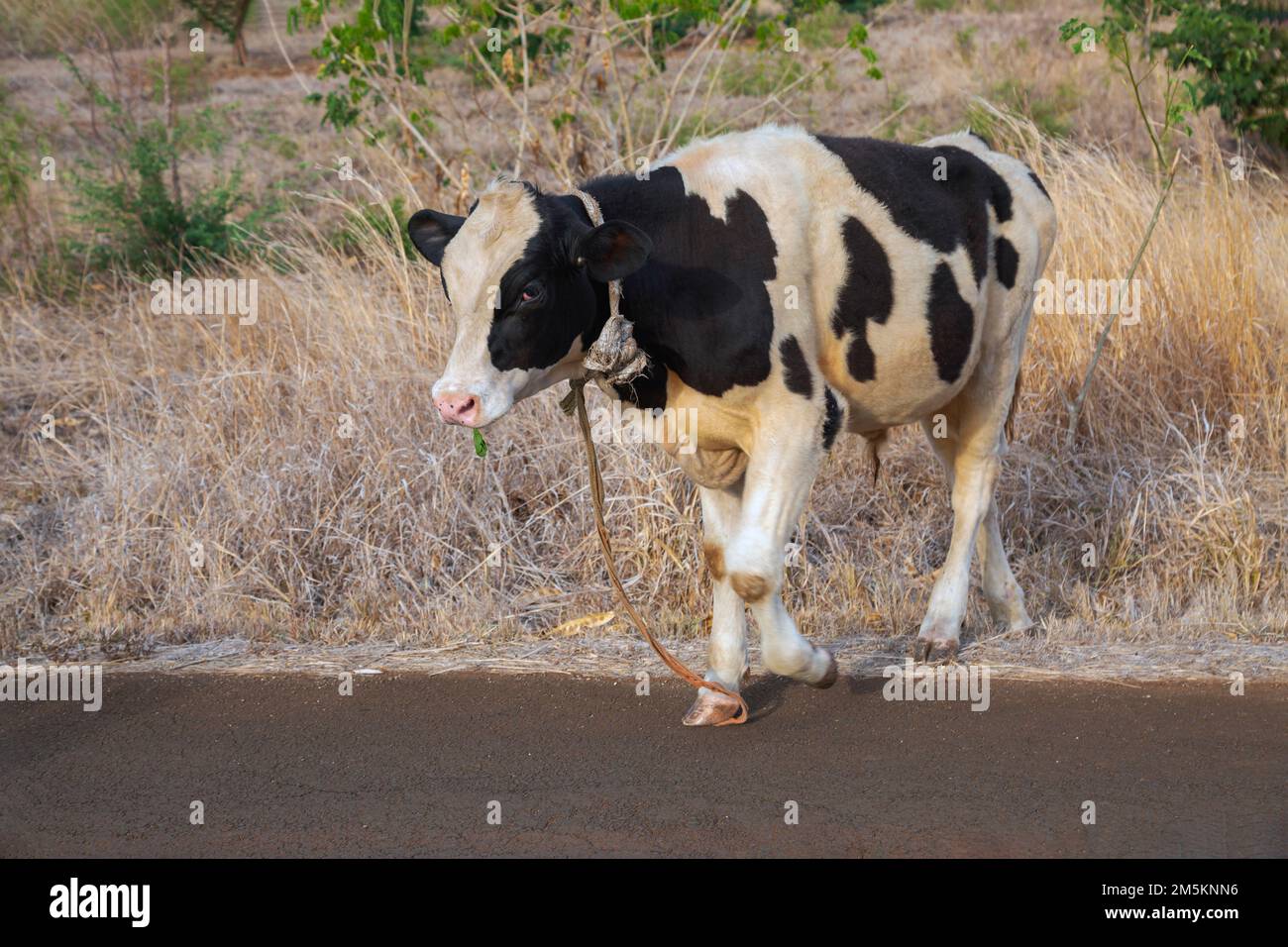 domestic young bull grazing in the wild Stock Photo - Alamy