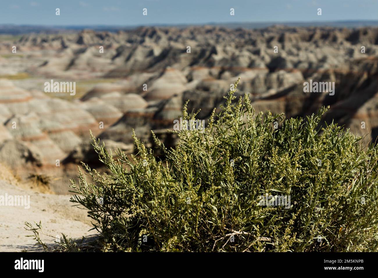 Plant Growing Through the Dry Rocky Landscape Stock Photo - Alamy