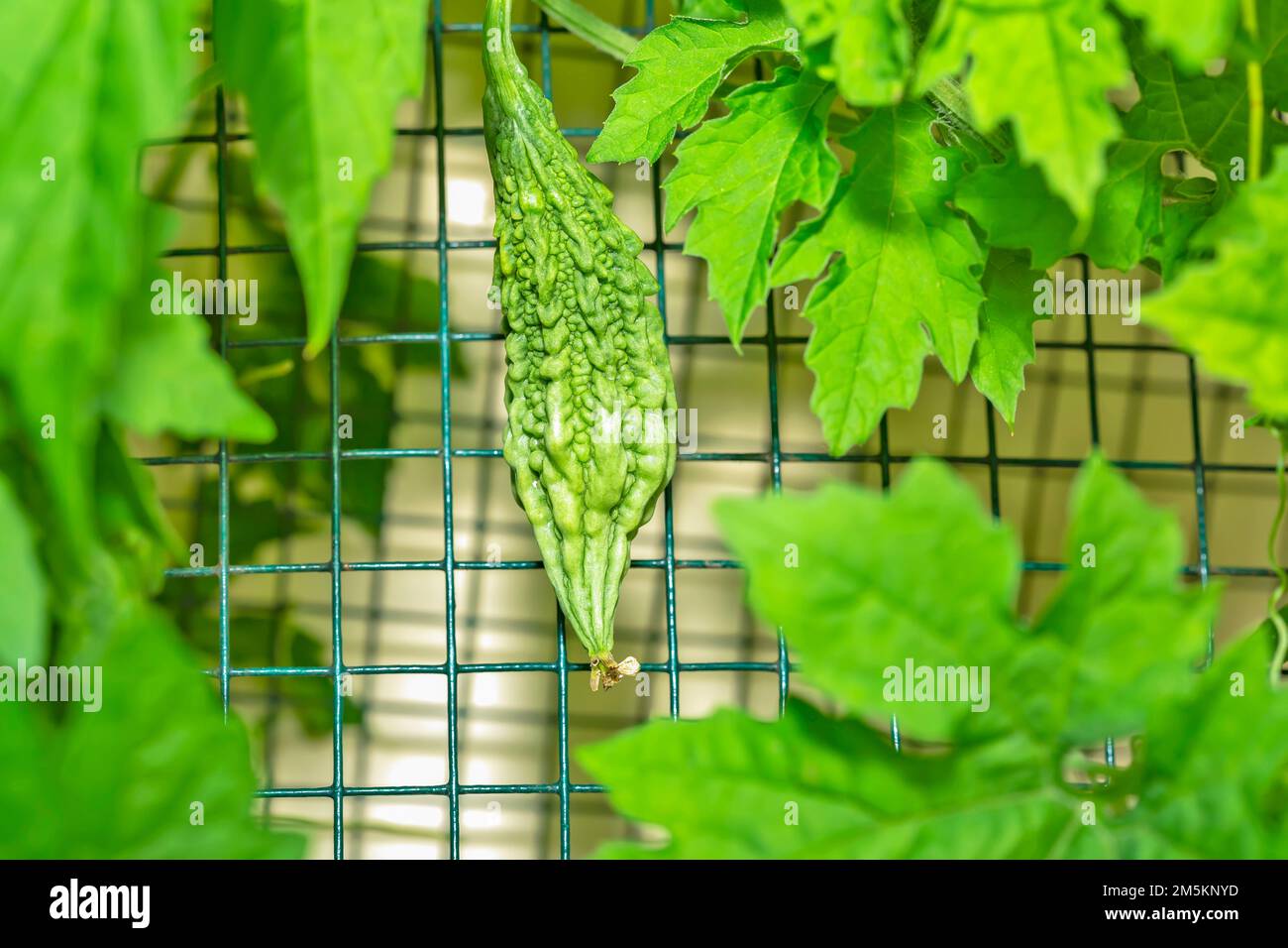 Momordica charantia (commonly called bitter melon; Goya; bitter apple ...