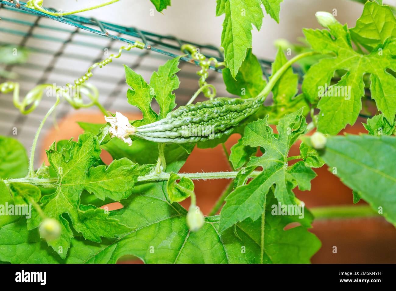 Momordica charantia (commonly called bitter melon; Goya; bitter apple ...