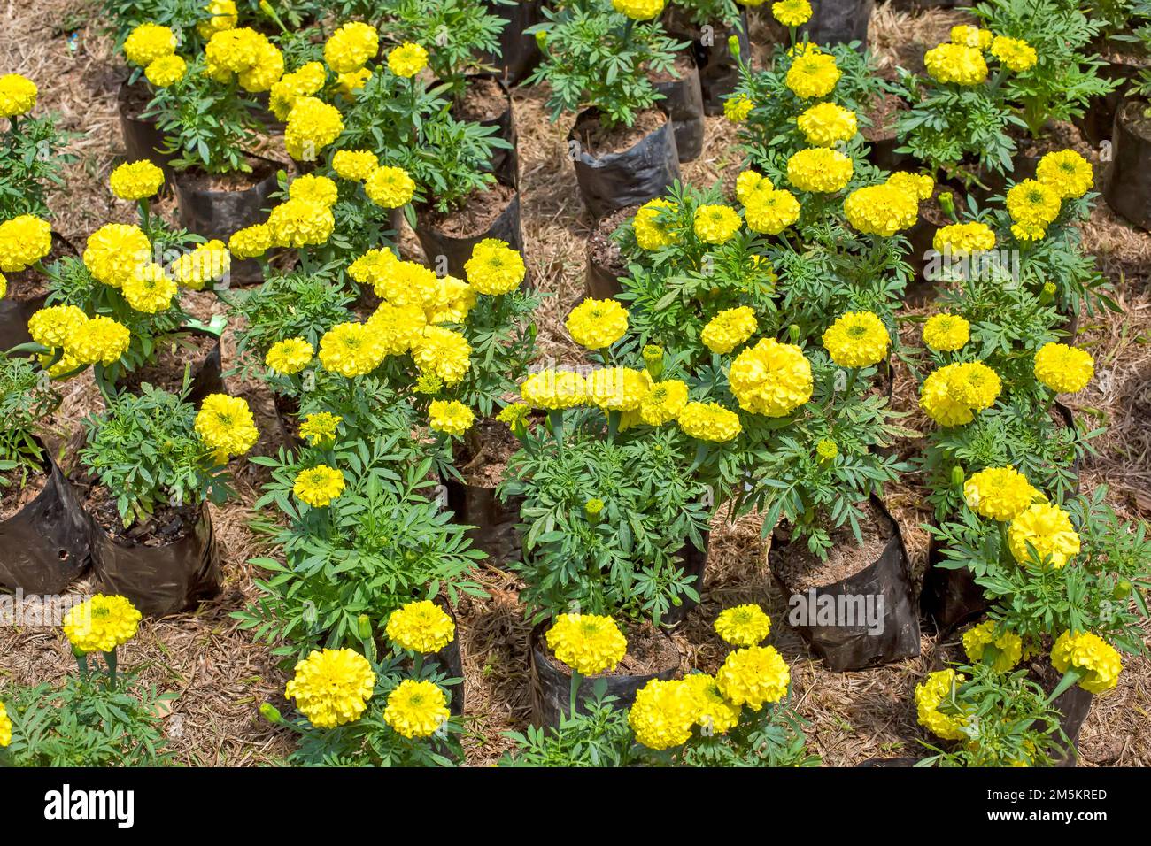 large group of growing yellow marigold flowers Stock Photo - Alamy