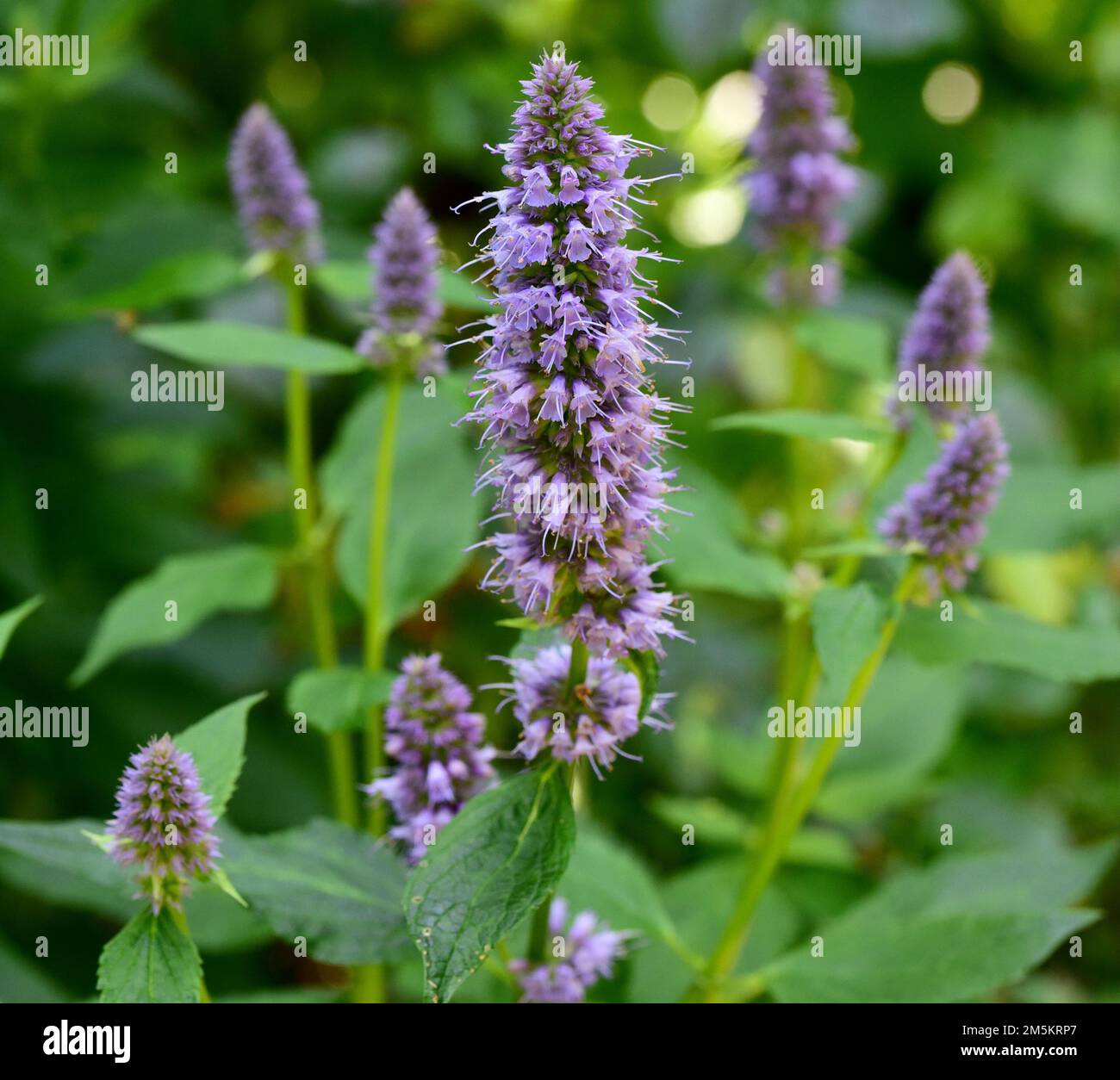 An Agastache Blue Fortune flower in the garden Stock Photo - Alamy
