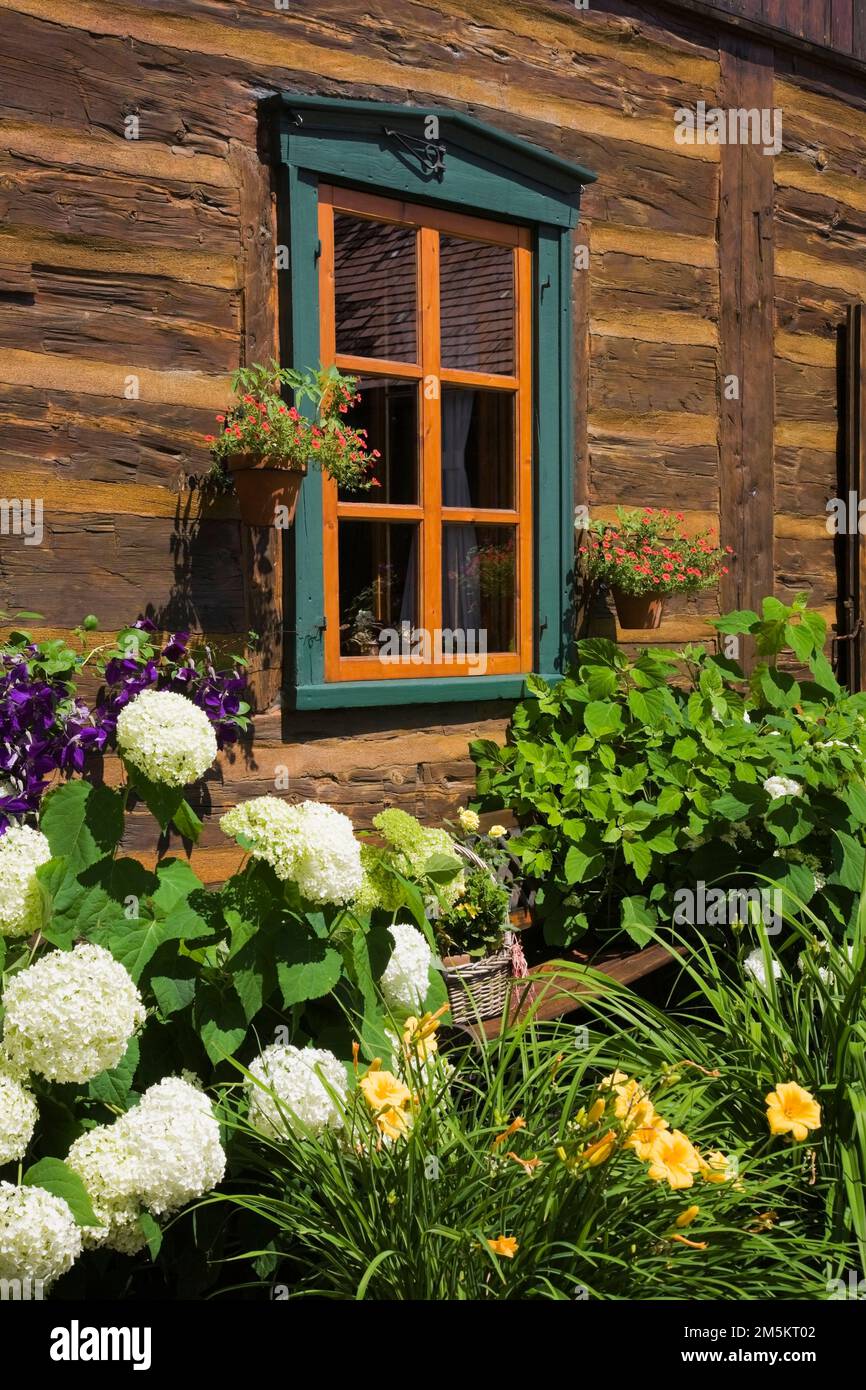 White Hydrangeas, purple Clematis, yellow hemerocallis - Daylilies in ...