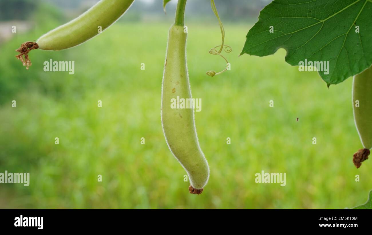 Bottle gourd plantation hi-res stock photography and images - Alamy