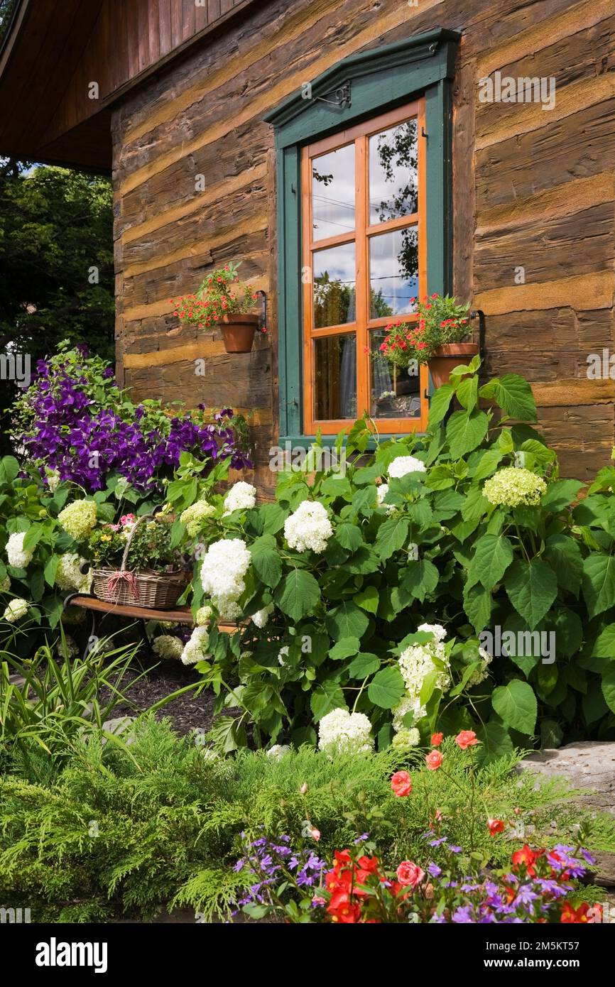 White Hydrangeas, purple Clematis flowers in border in front of ...