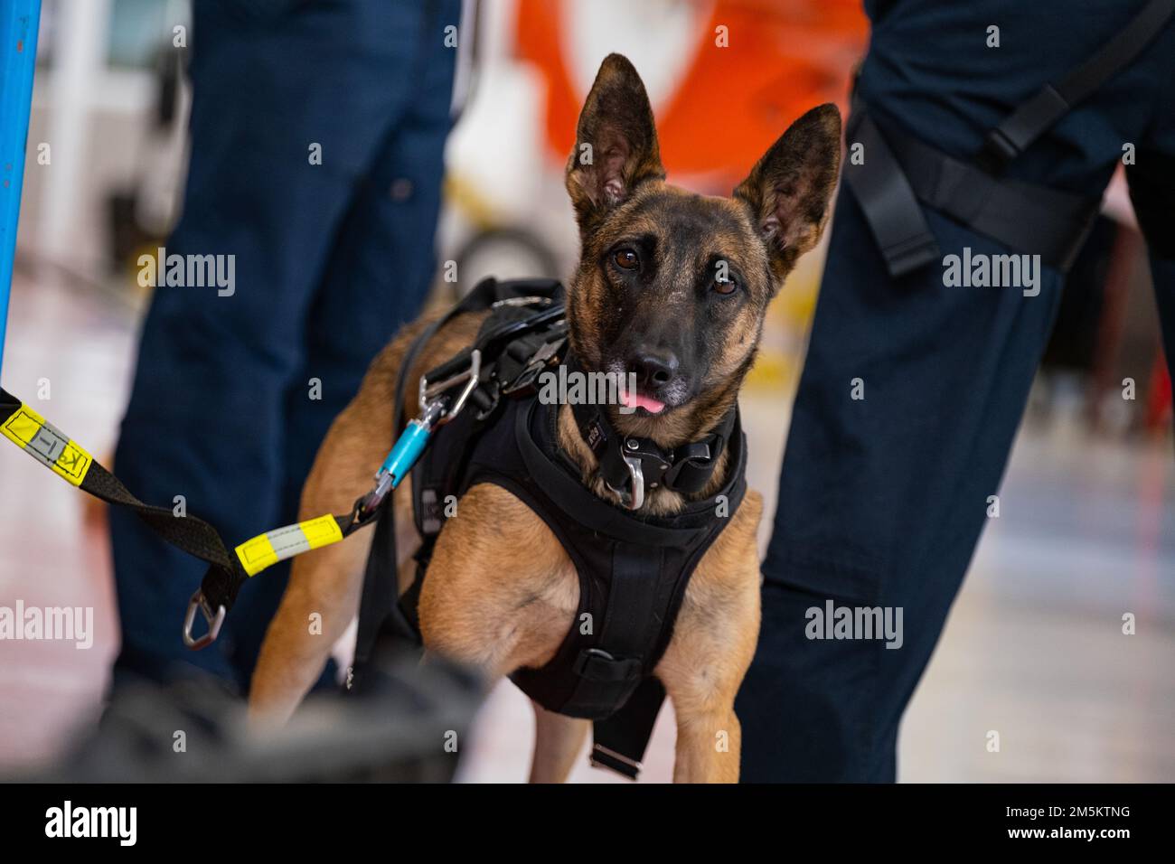 Coast Guard K-9 Petty Officer 1st Class Serby poses for a photo in the ...