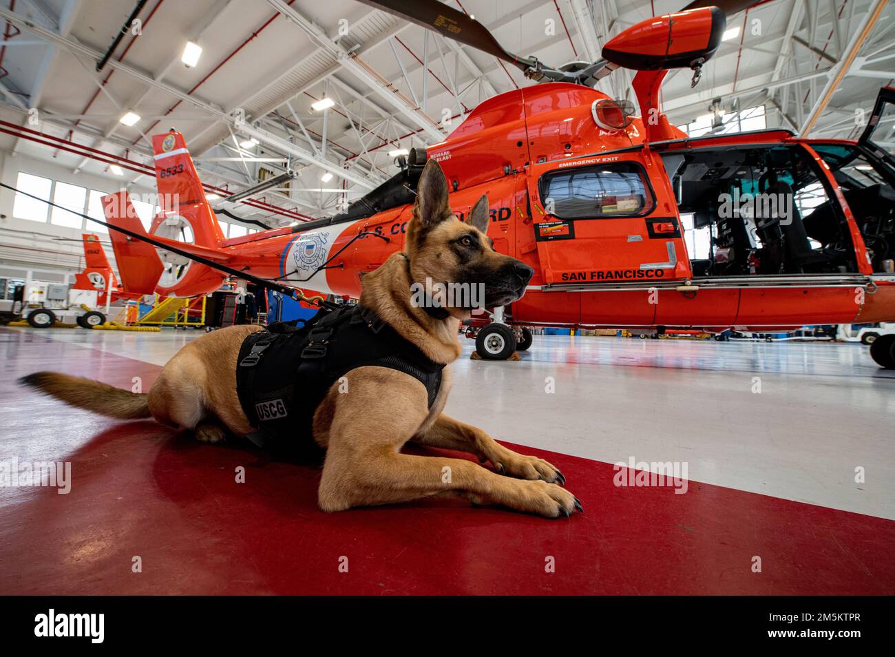 Coast Guard K-9 Petty Officer 1st Class Kelly waits to begin K9 ...
