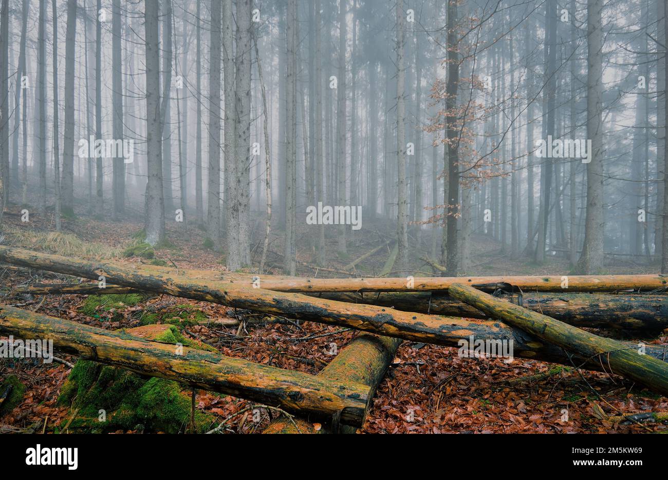 A foggy forest with tall trees Stock Photo - Alamy