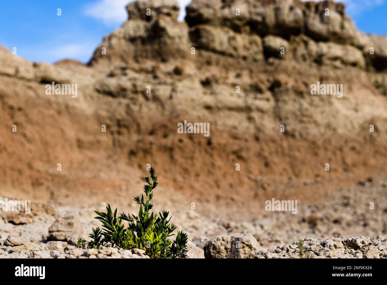 Plant Growing Through the Dry Rocky Landscape Stock Photo - Alamy