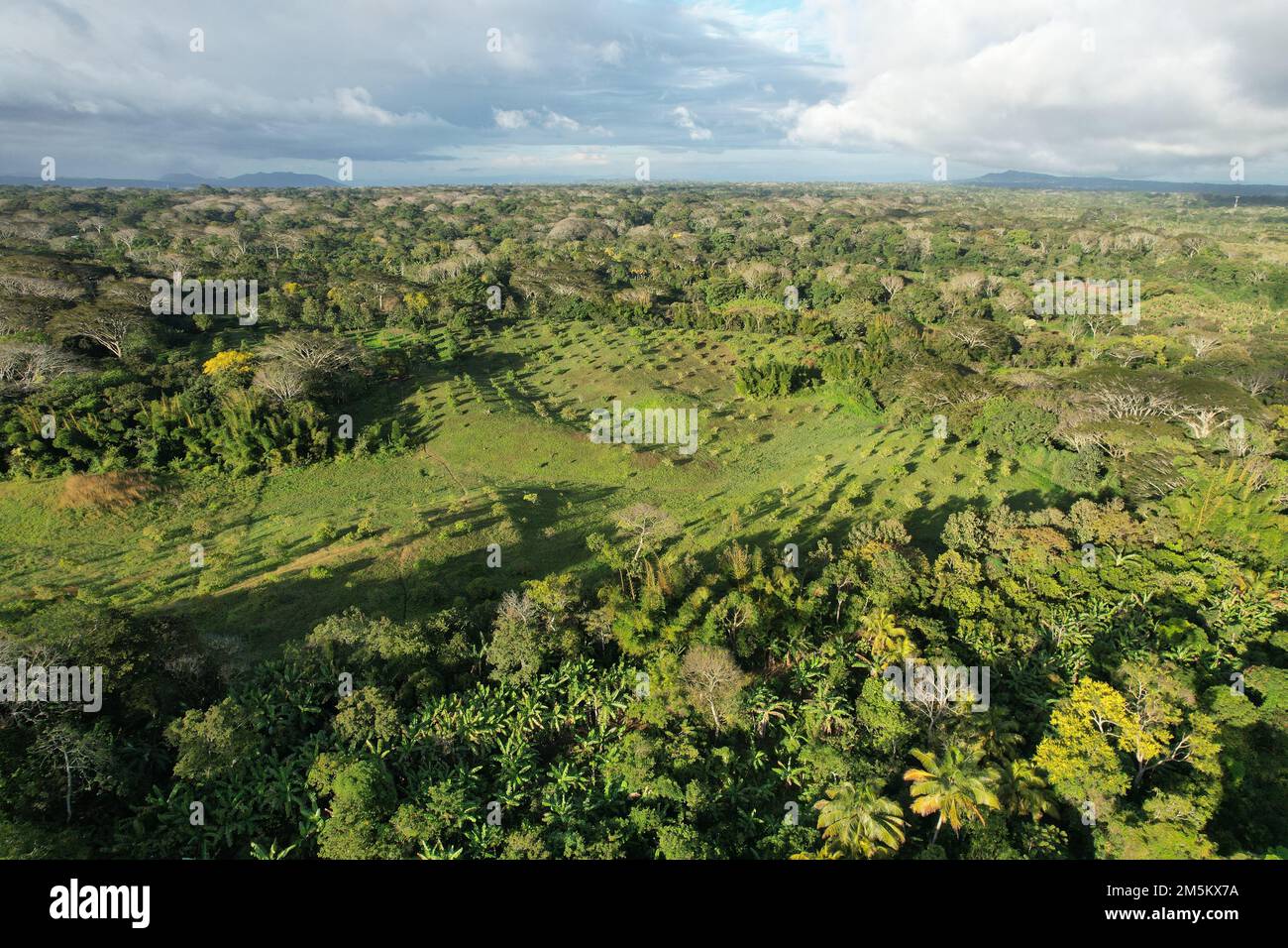 Tropical agricultural hi-res stock photography and images - Alamy