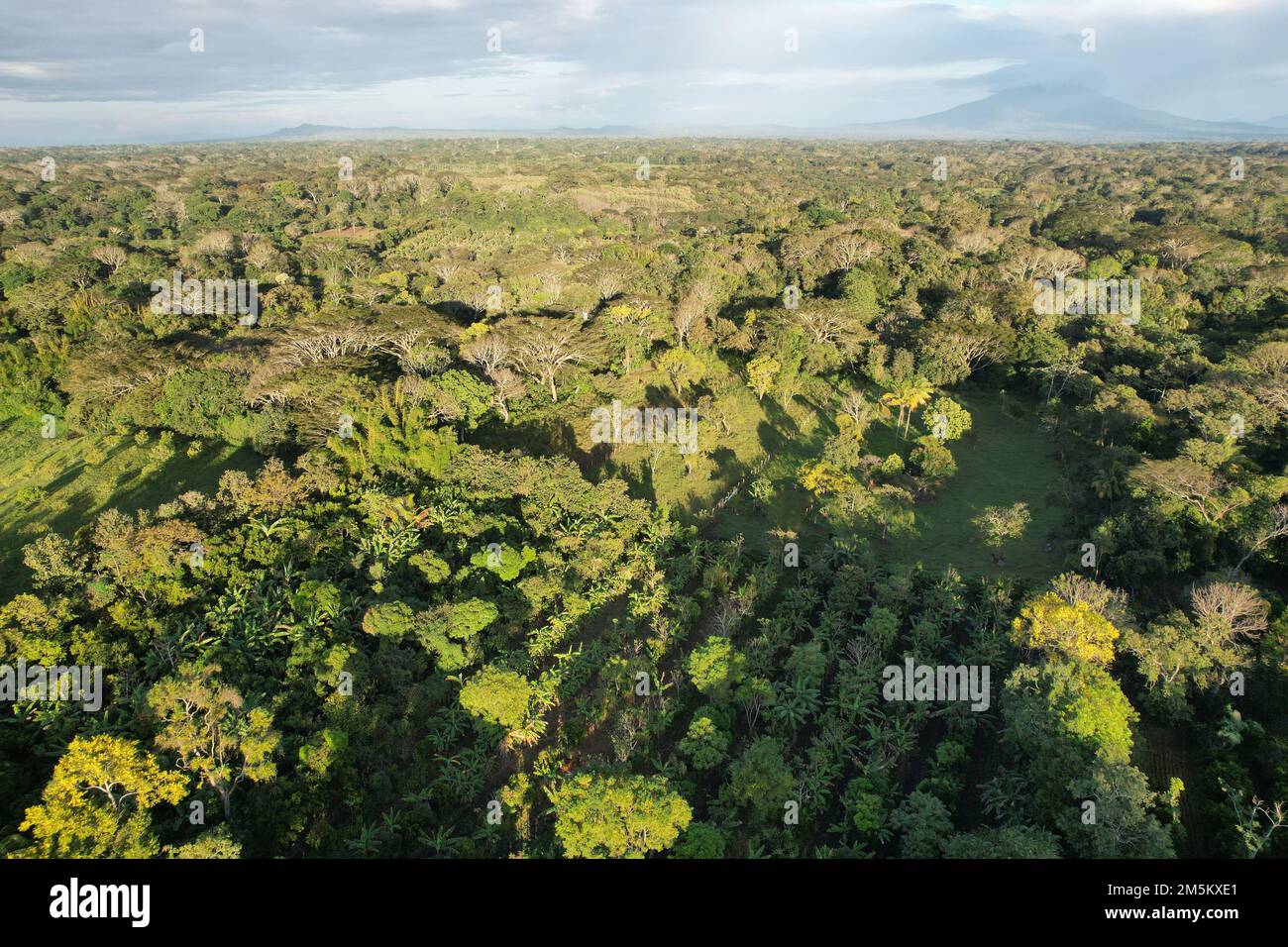 Farm plantation in central america background aerial drone view Stock ...