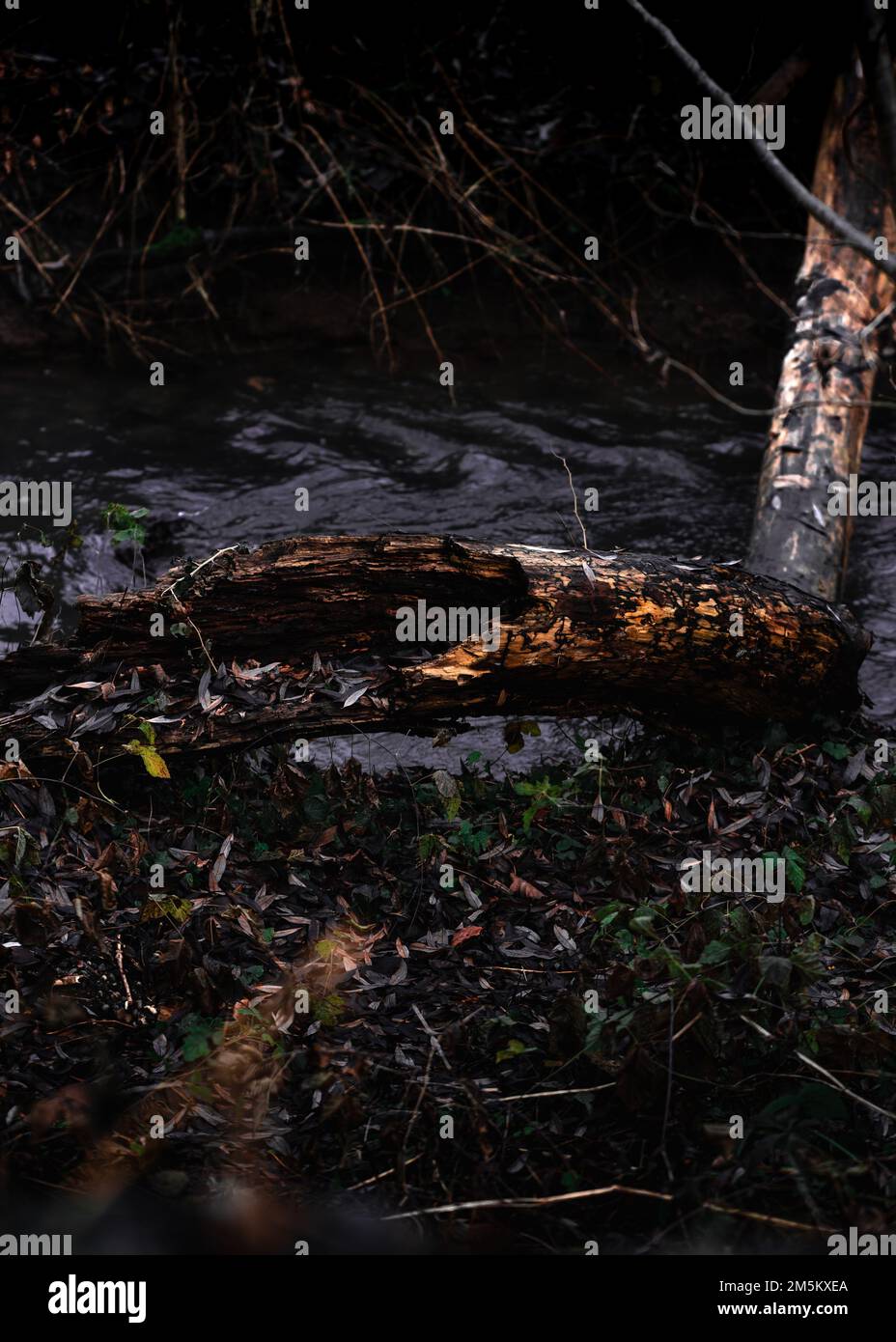 An old rotten tree truck in the river Stock Photo - Alamy
