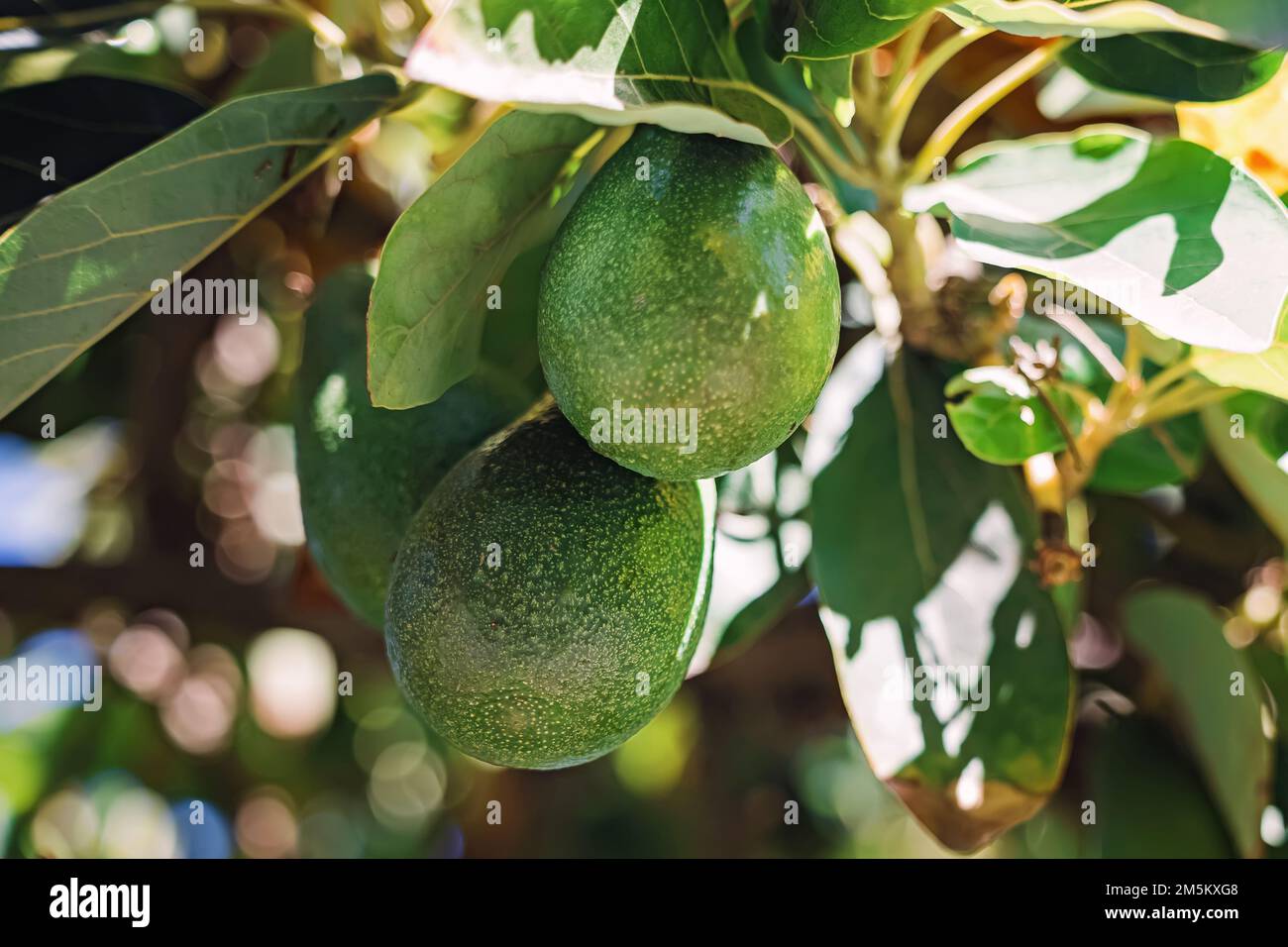 Green avocados on the tree close-up Stock Photo - Alamy