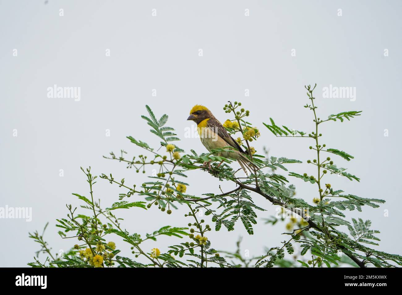 Baya weaver nest construction hi-res stock photography and images - Alamy