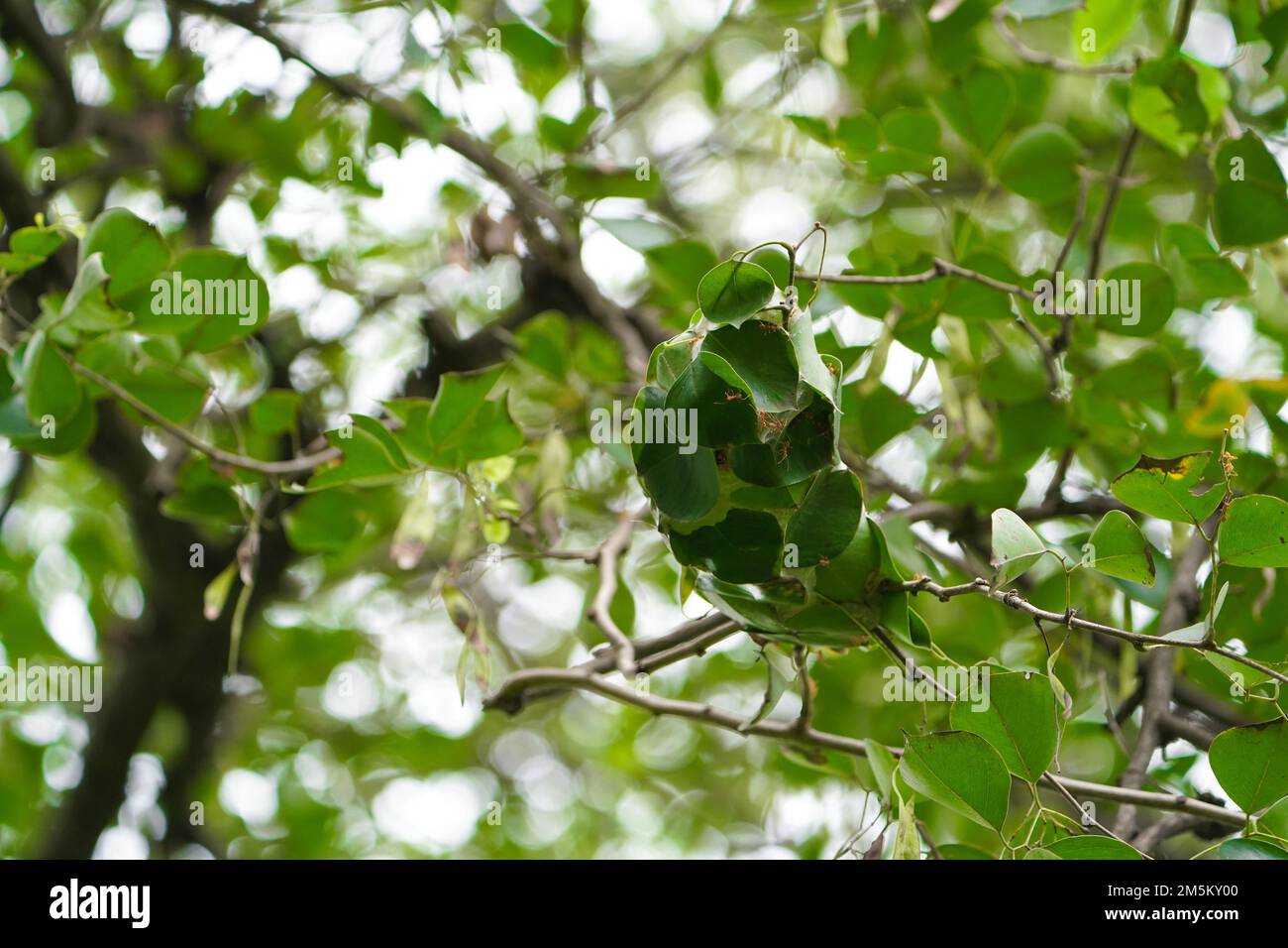 Big Red Ants Building Nest or home on tree with leaf, Red ants build ...