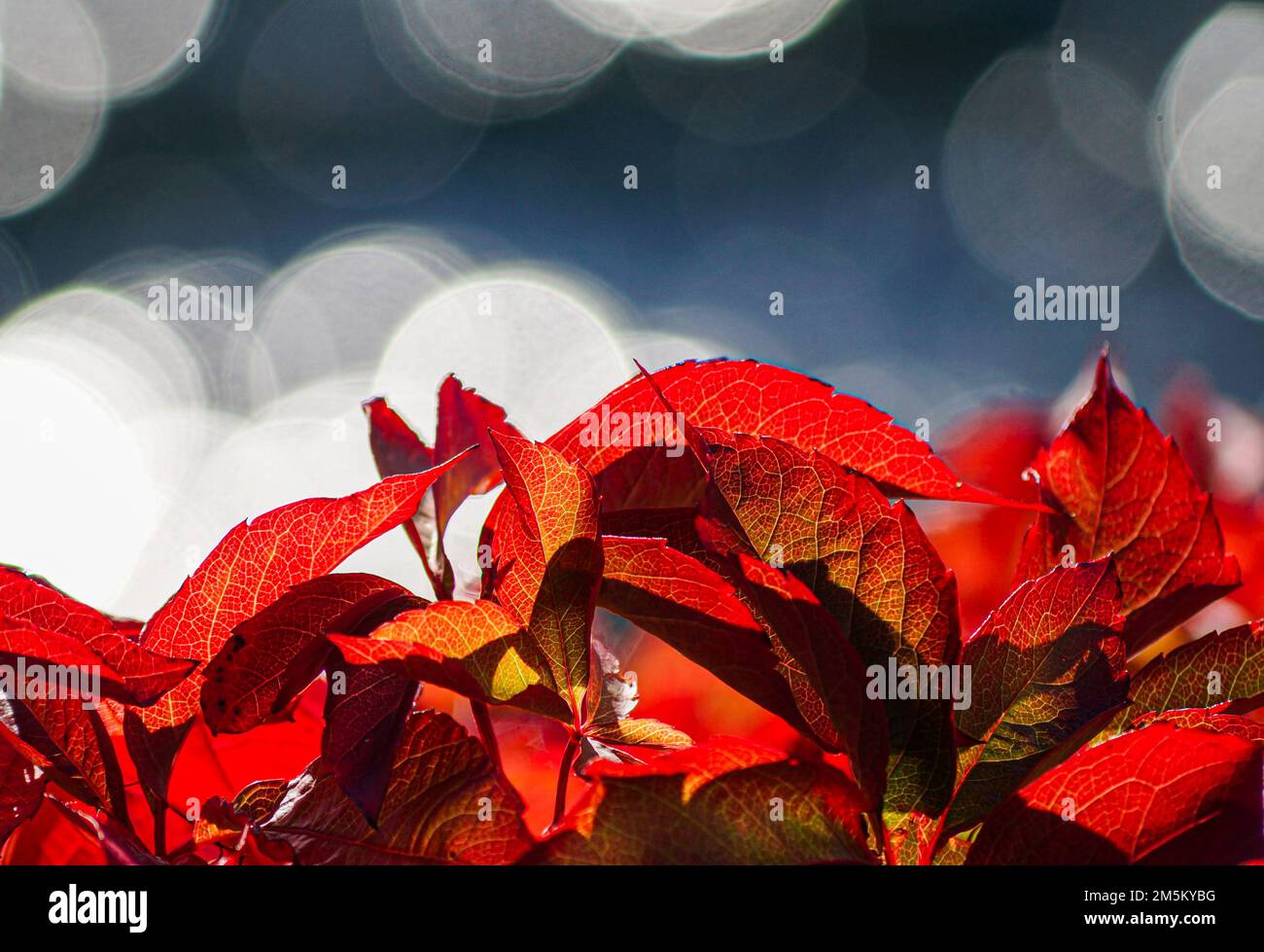 Different shades red leaves hi-res stock photography and images - Alamy