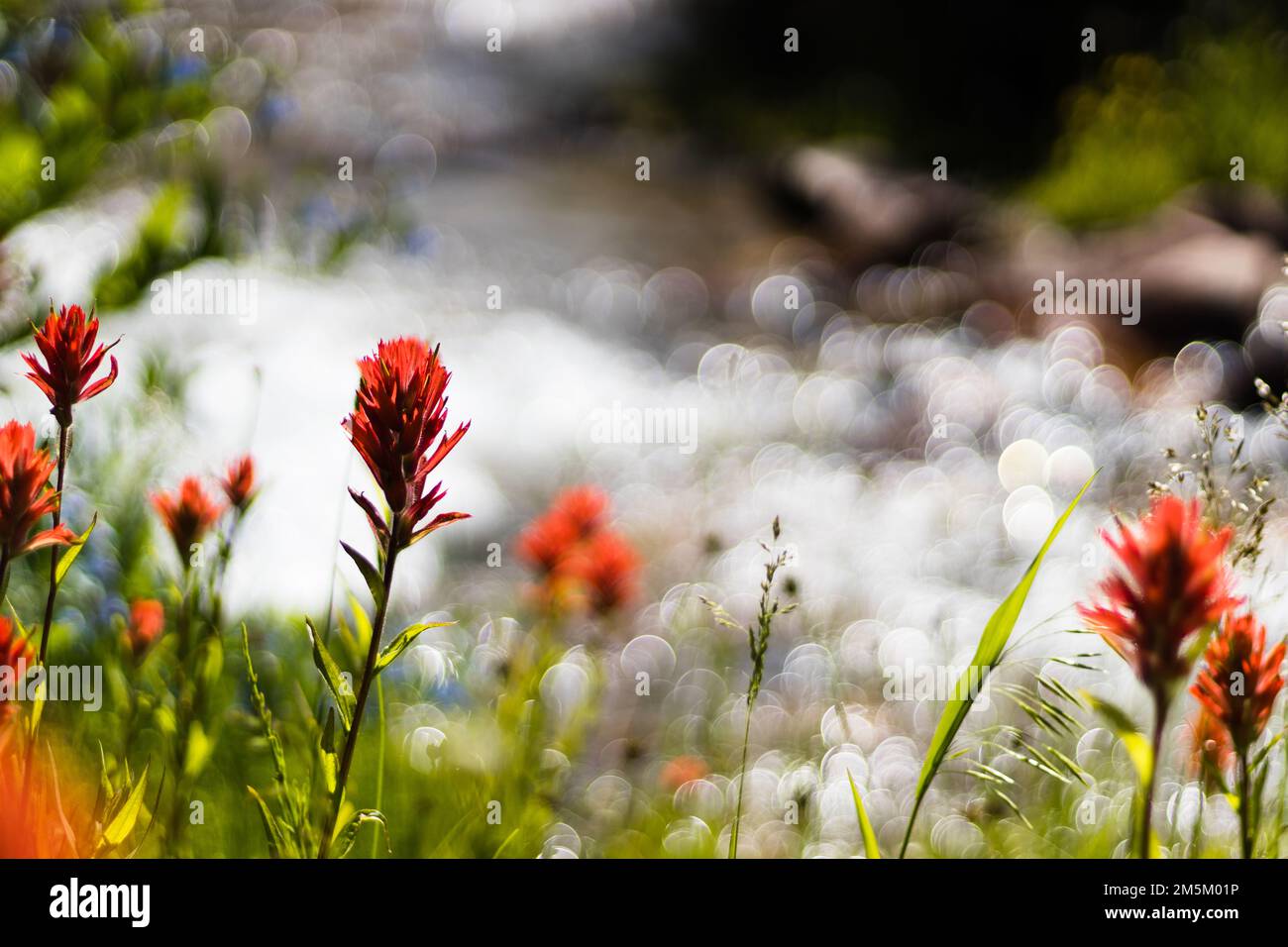 Red Flowers in the Sun Along the Mountain Stream Stock Photo - Alamy