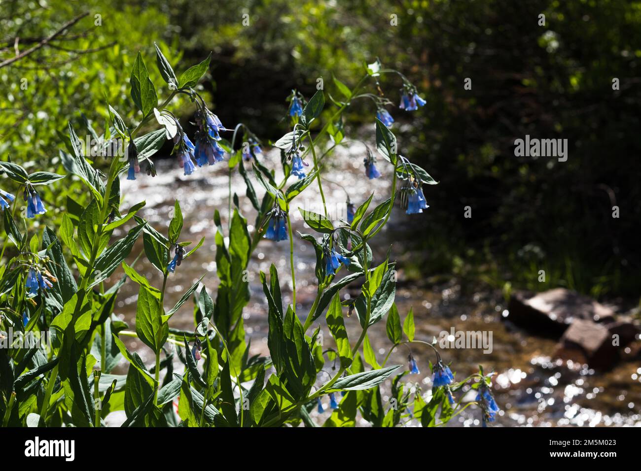 Blue Flowers in the Sun Along the Mountain Stream Stock Photo - Alamy