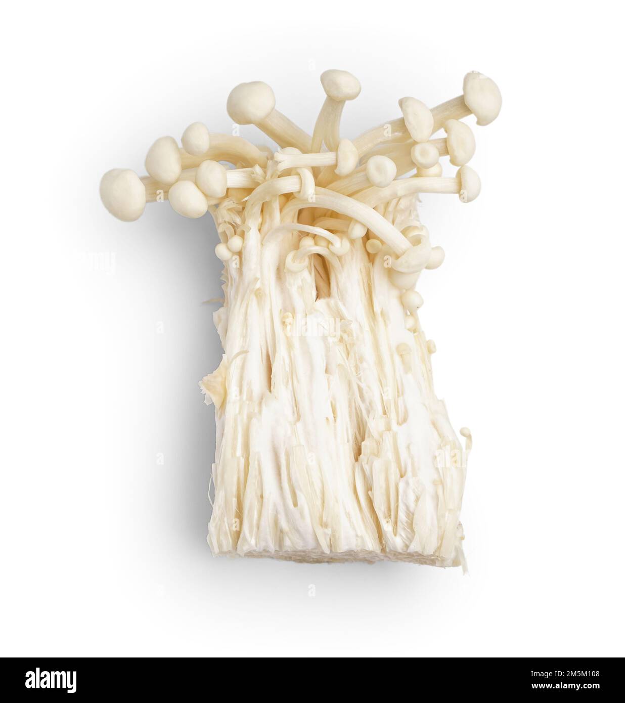 Fresh enoki mushrooms isolated on white background Stock Photo - Alamy