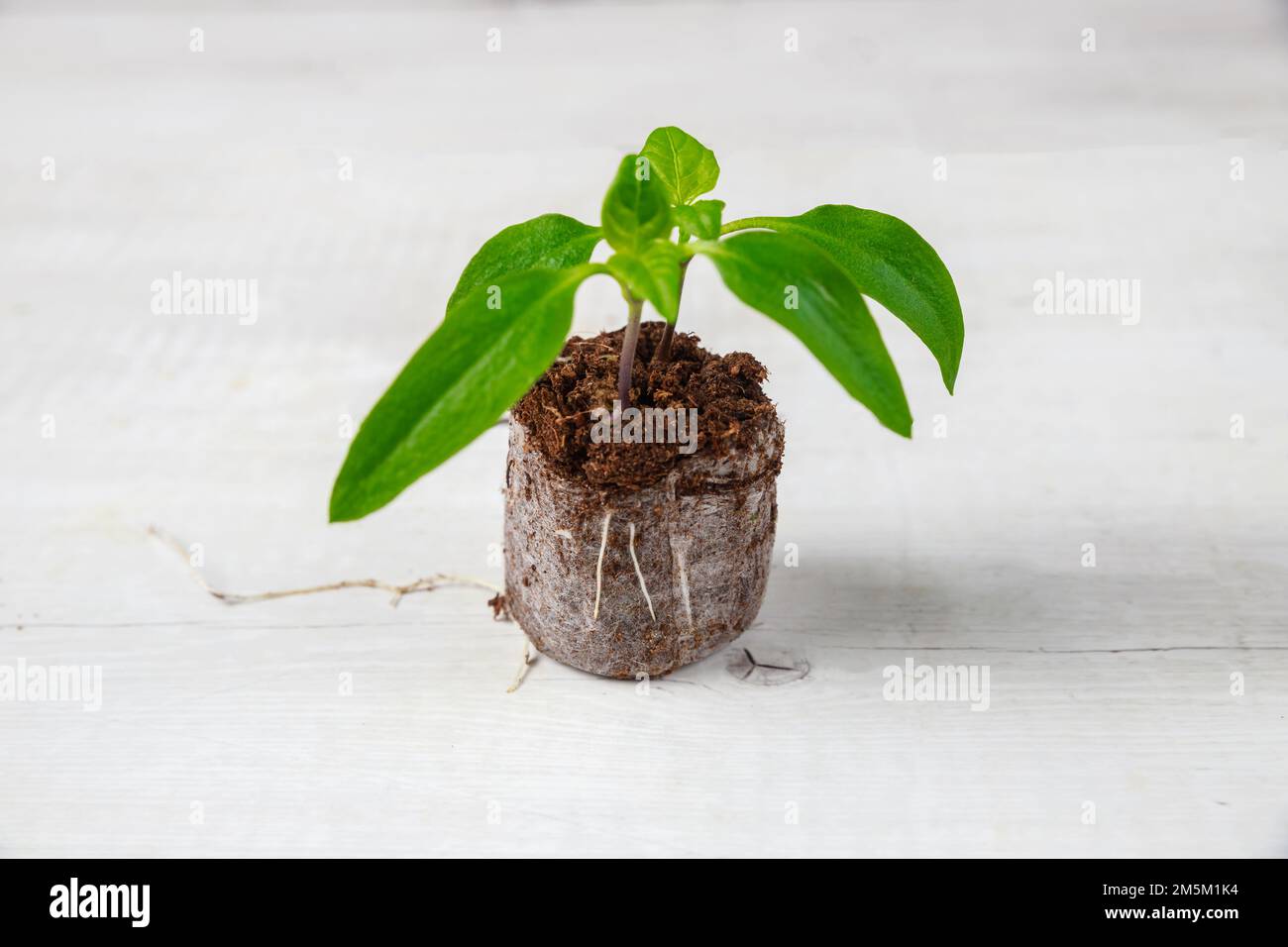 The root system of a bell pepper seedling in a peat tablet is well ...