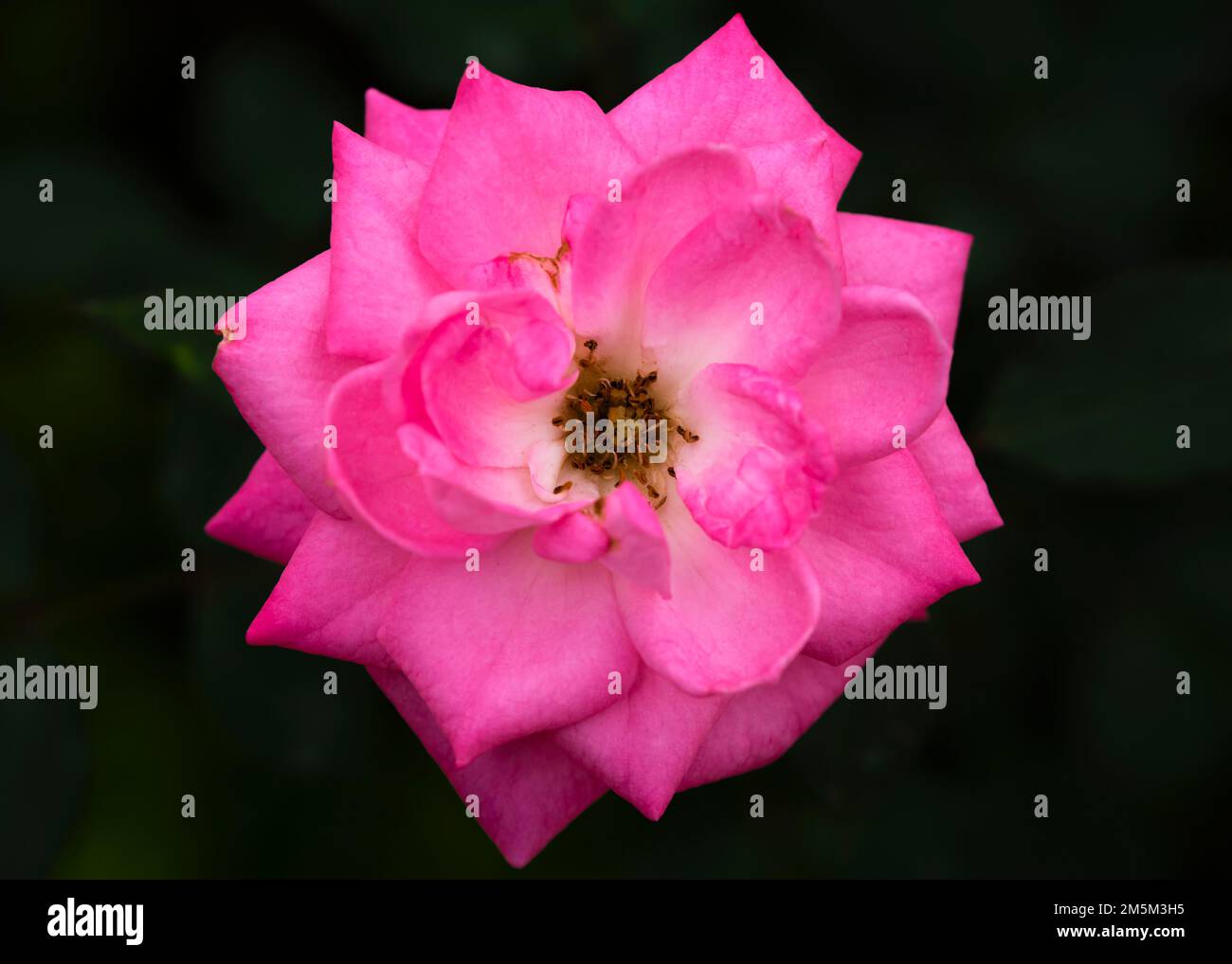 Roses in the park in Ho Chi Minh City Stock Photo - Alamy
