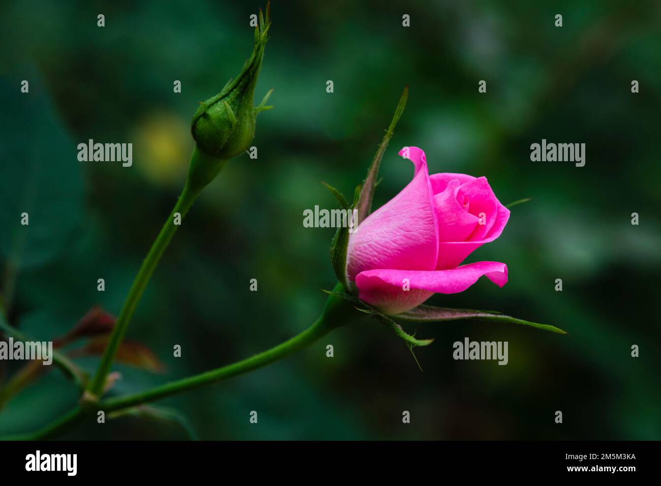 Roses in the park in Ho Chi Minh City Stock Photo - Alamy