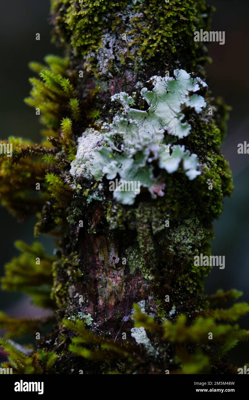 patches of moss growing on trees Stock Photo - Alamy