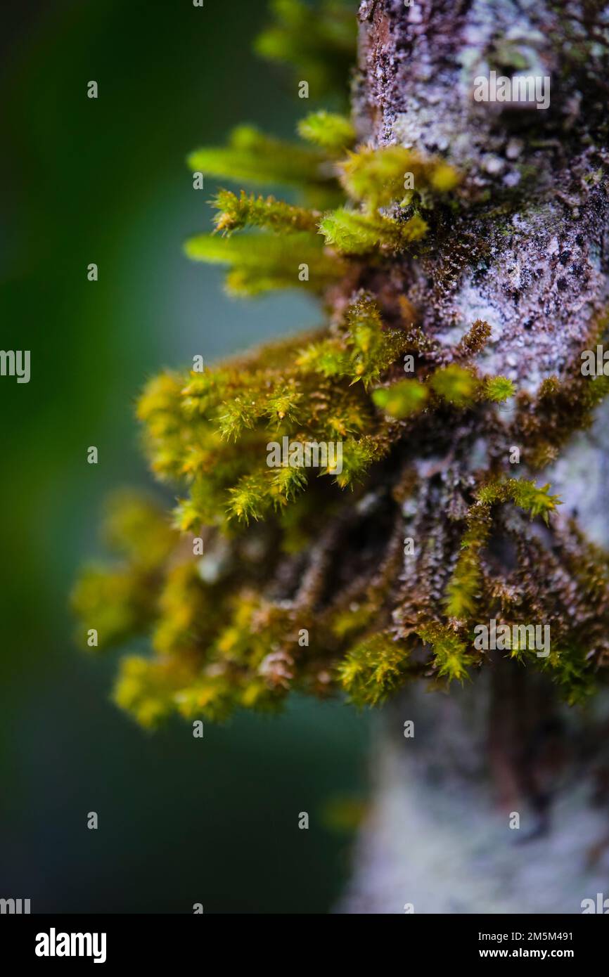 patches of moss growing on trees Stock Photo - Alamy