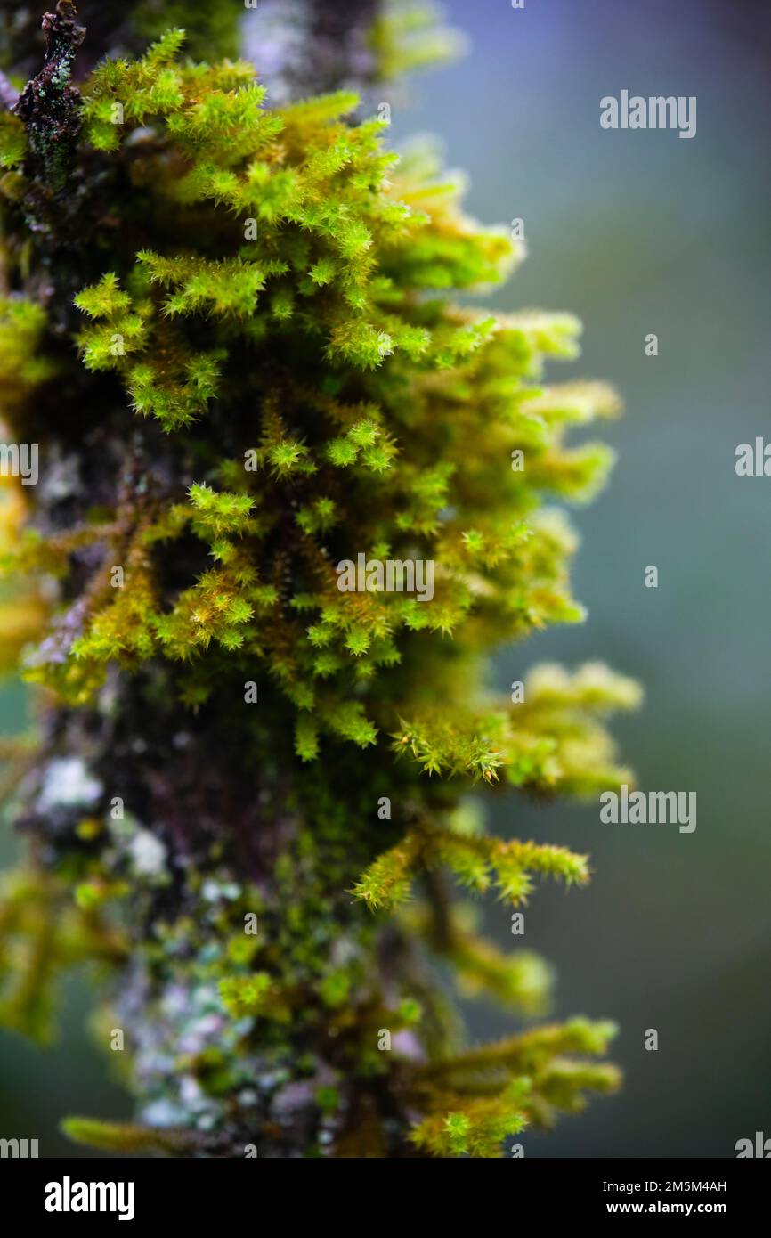 patches of moss growing on trees Stock Photo - Alamy