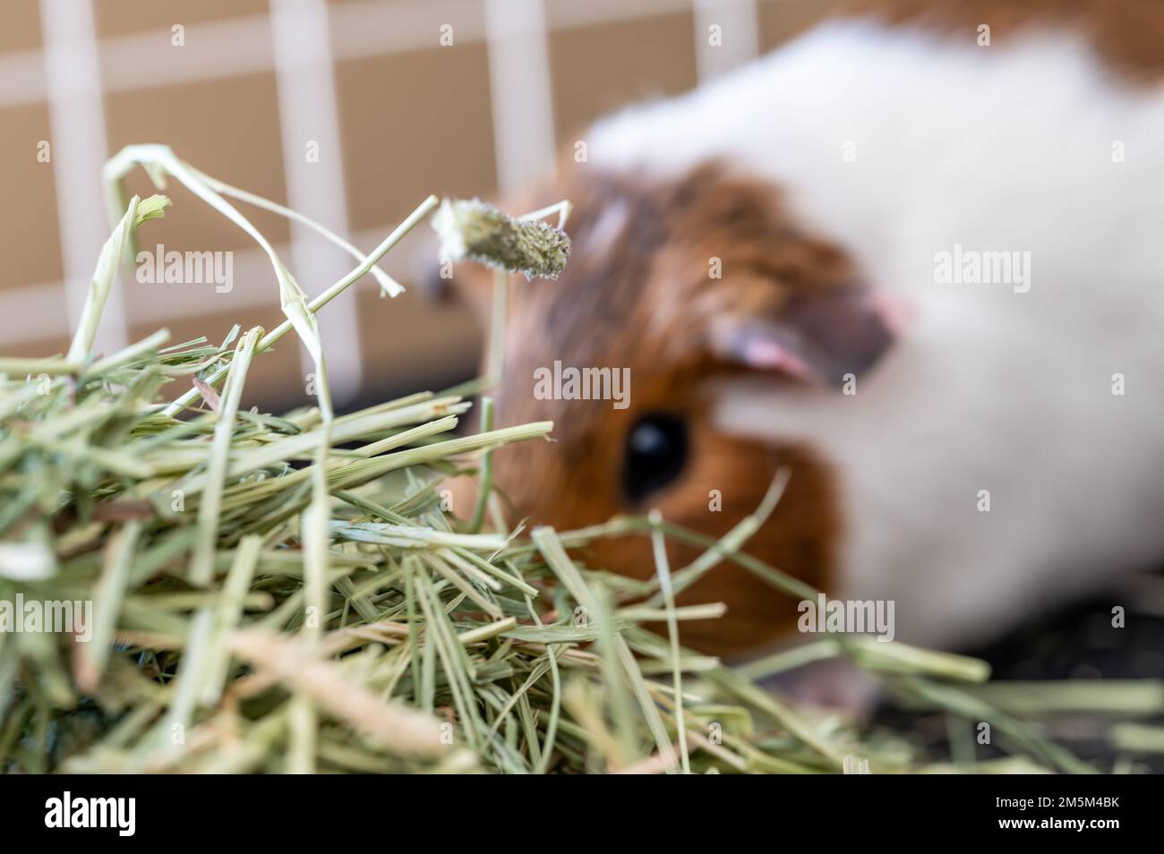 Timothy hay pile in a cage with a blurred guinea pig eating in the ...