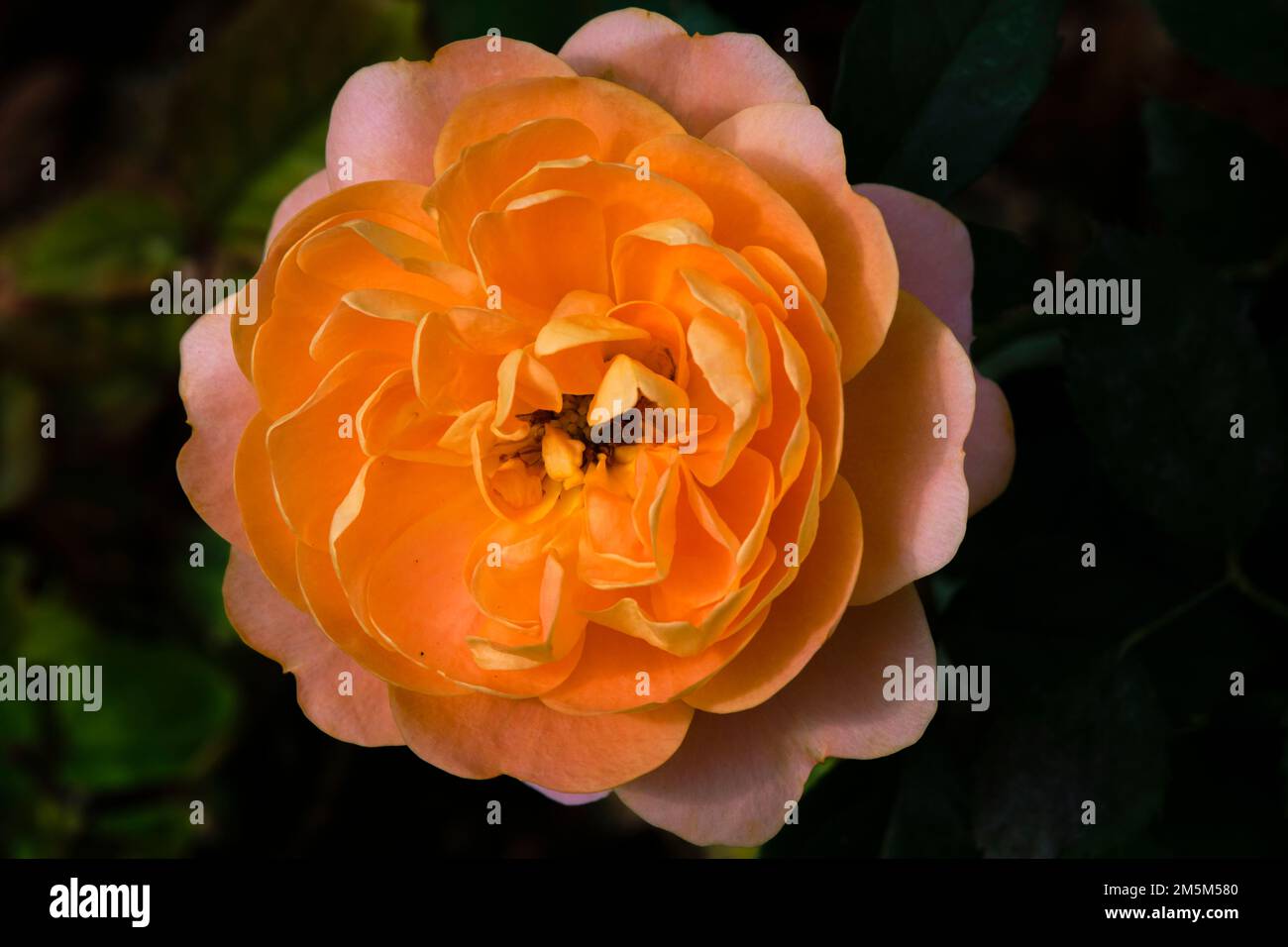 Roses in the park in Ho Chi Minh City Stock Photo - Alamy