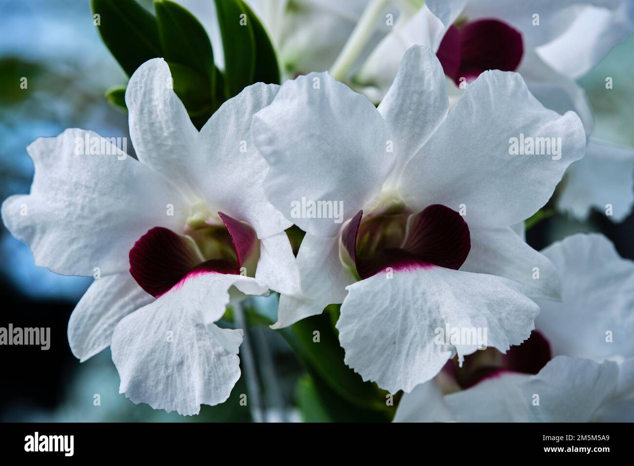 Beautiful orchid branches in the park in Da Lat city Stock Photo - Alamy