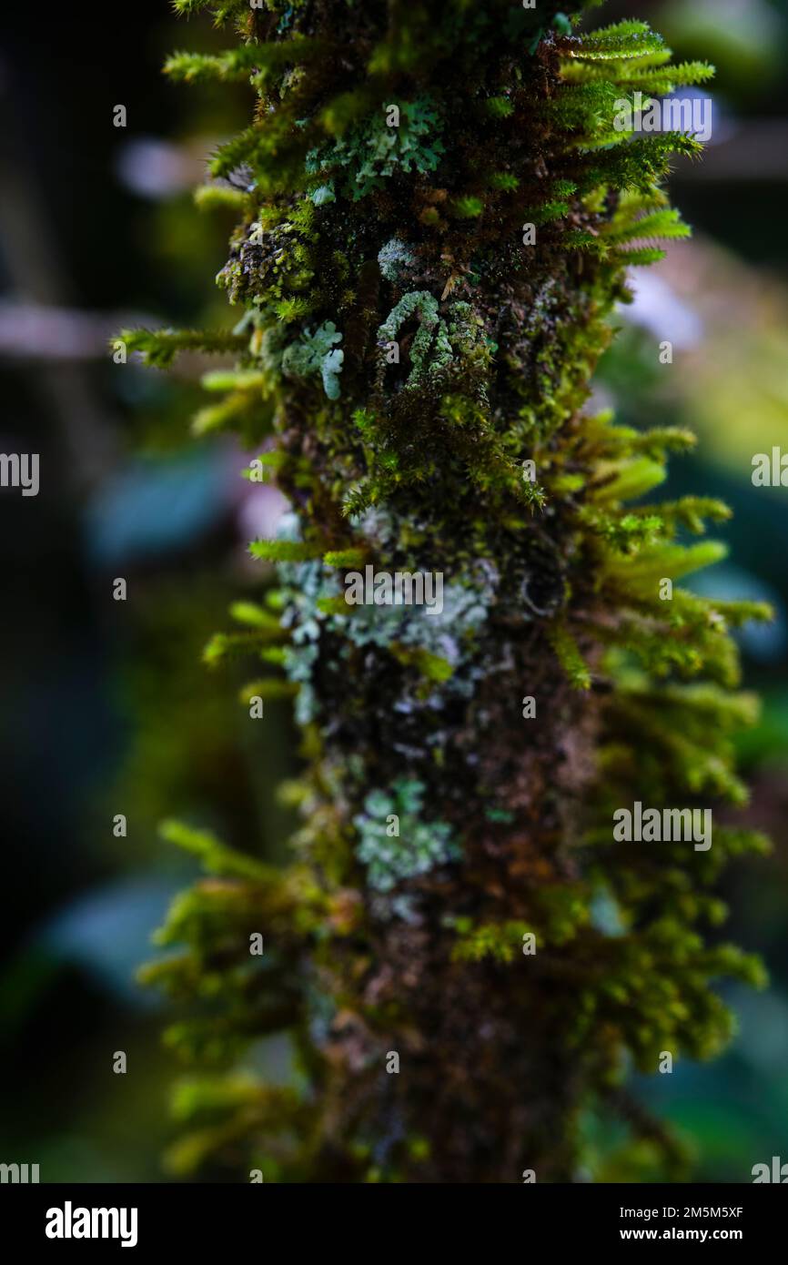 patches of moss growing on trees Stock Photo - Alamy