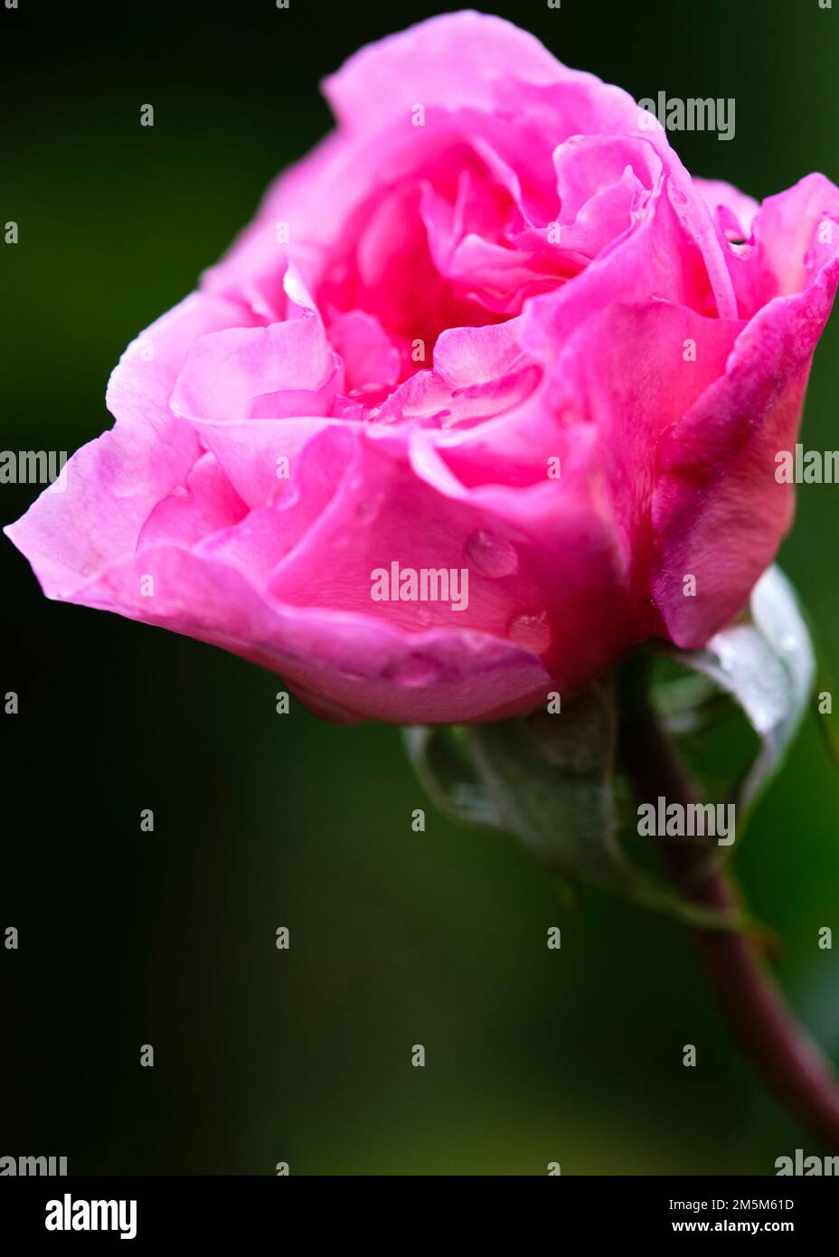 Roses in the park in Ho Chi Minh City Stock Photo - Alamy
