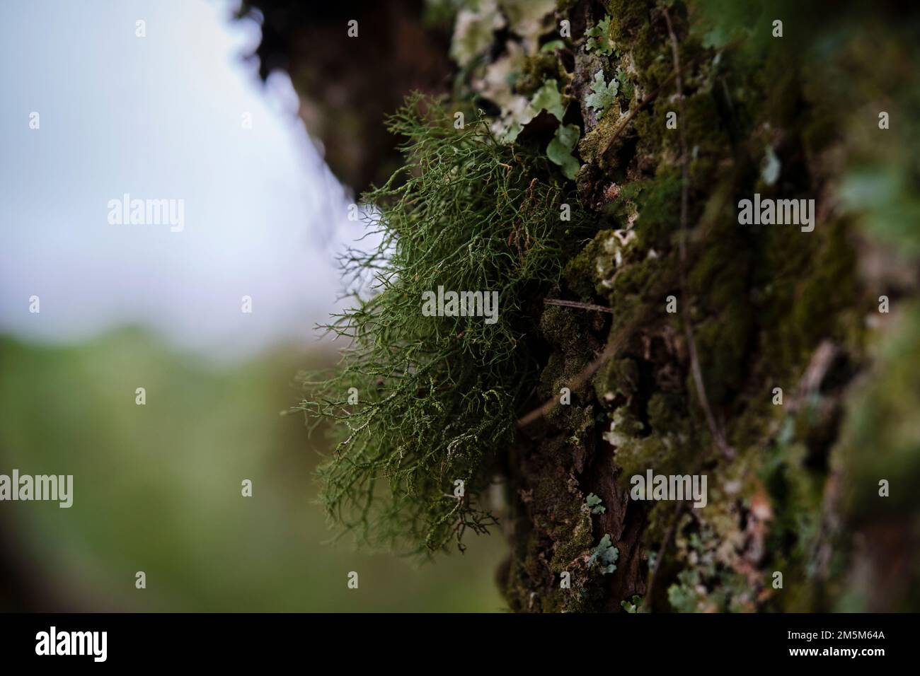 patches of moss growing on trees Stock Photo - Alamy