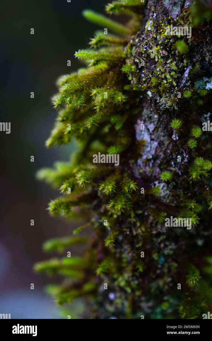 patches of moss growing on trees Stock Photo - Alamy