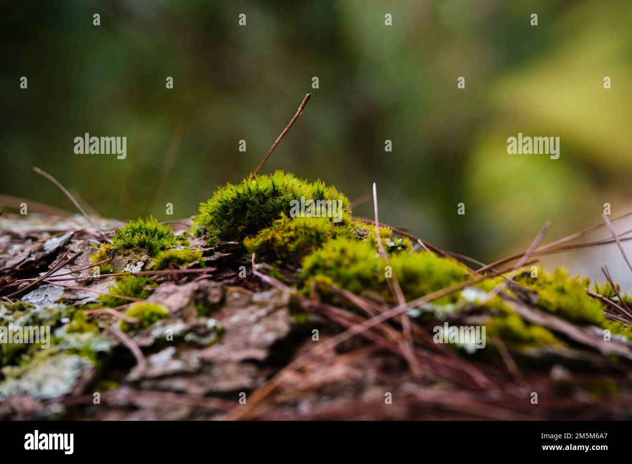 patches of moss growing on trees Stock Photo - Alamy