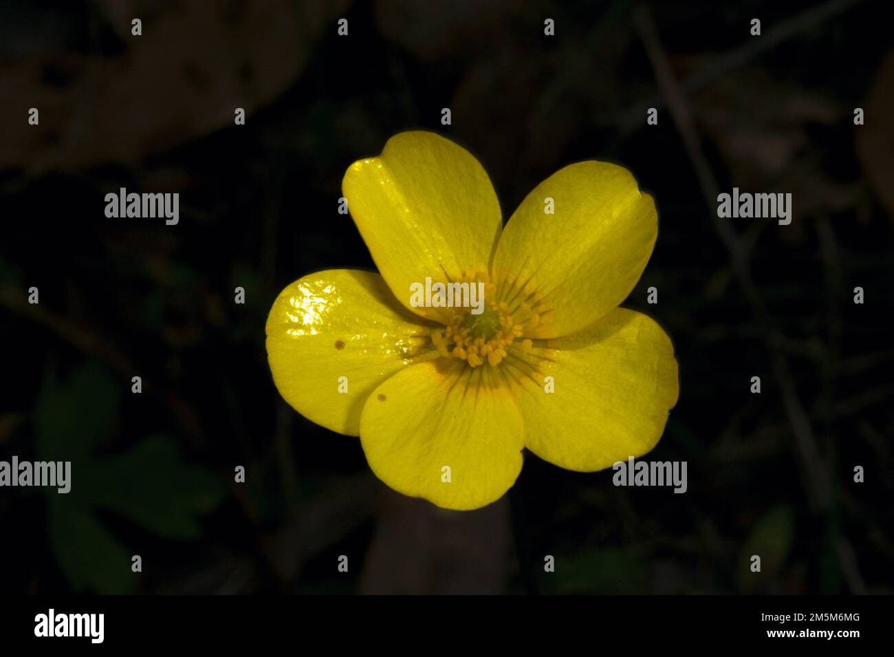 Australian buttercup flower hi-res stock photography and images - Alamy