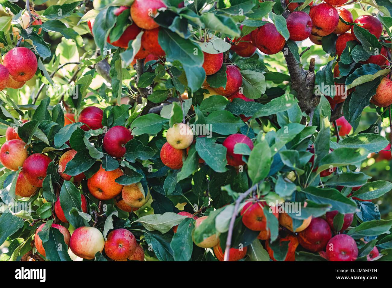 Delicious ripe red organic apples on the tree. Autumn harvest on the ...
