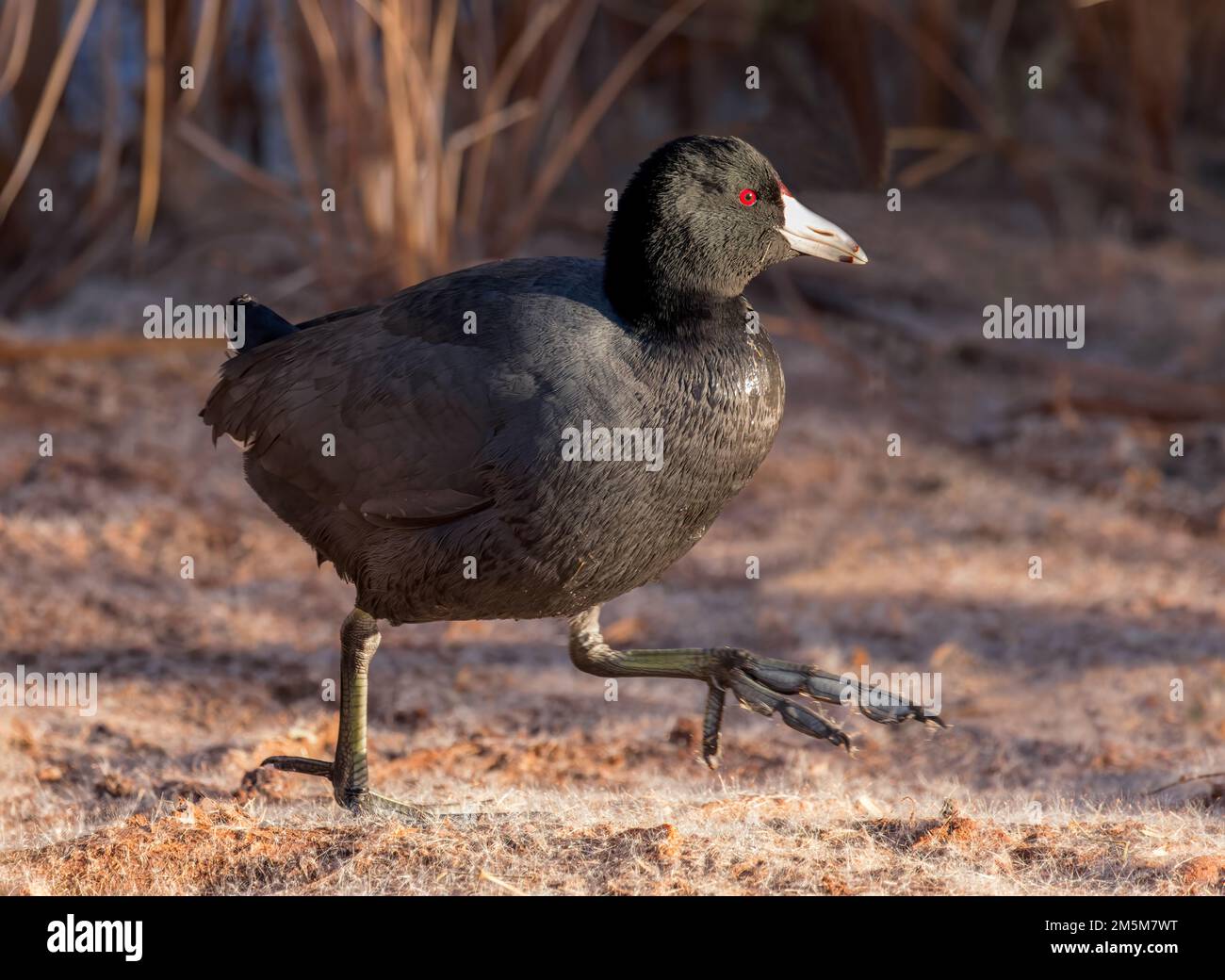 American coot family hi-res stock photography and images - Alamy