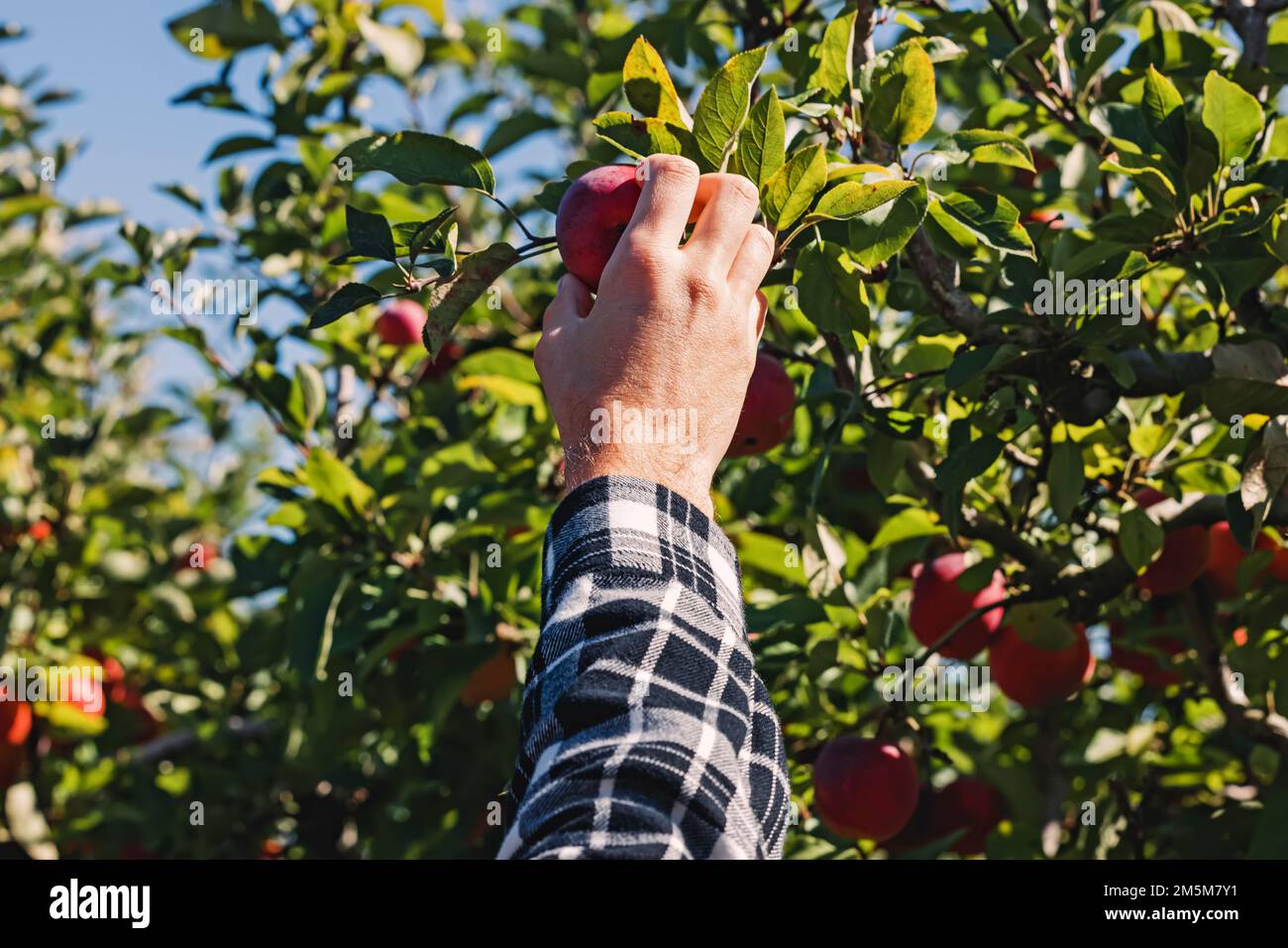 Hand picking an apple hi-res stock photography and images - Alamy