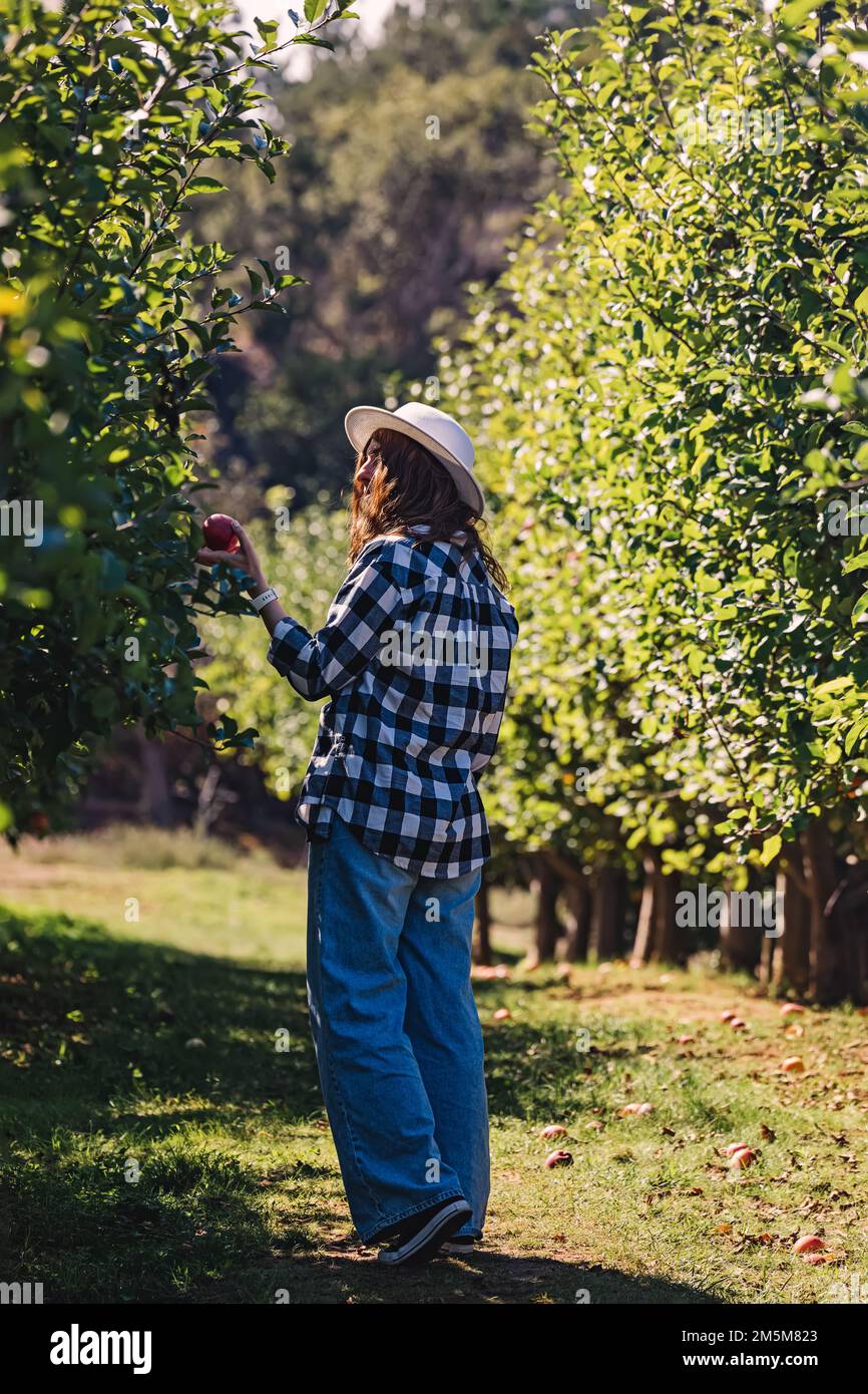 Woman picking apple hi-res stock photography and images - Alamy