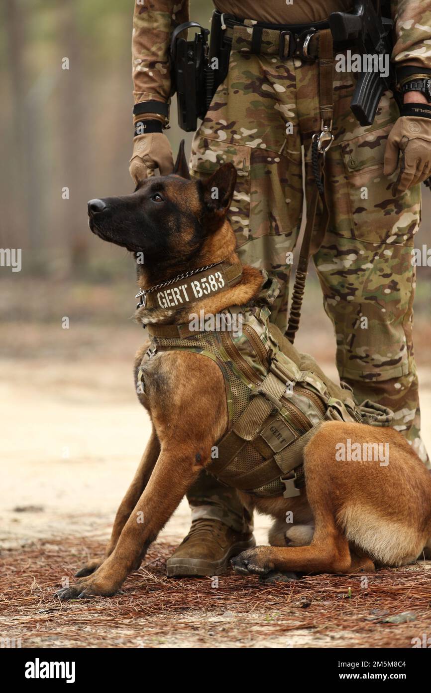 Military working dog, Gert, 550th MWD Detachment, is ready to start his ...