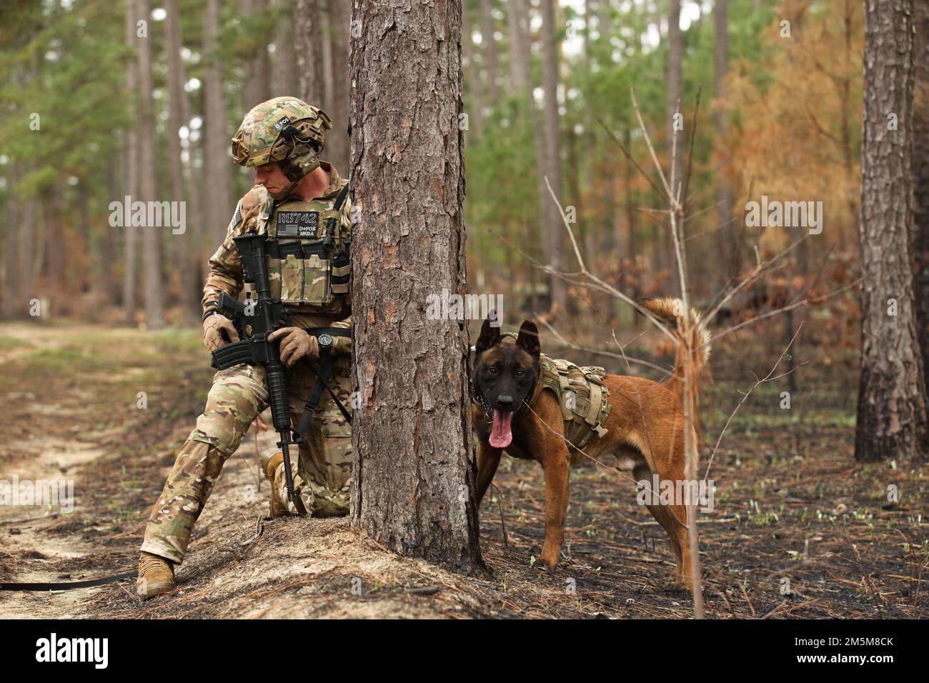 Status dog unit hi-res stock photography and images - Alamy