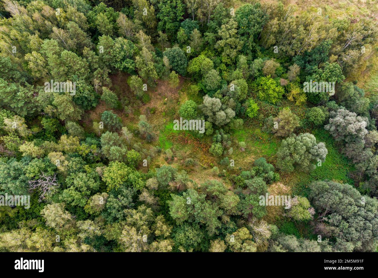 Drone view of a wooded area, heavily wooded old sand pit from above ...